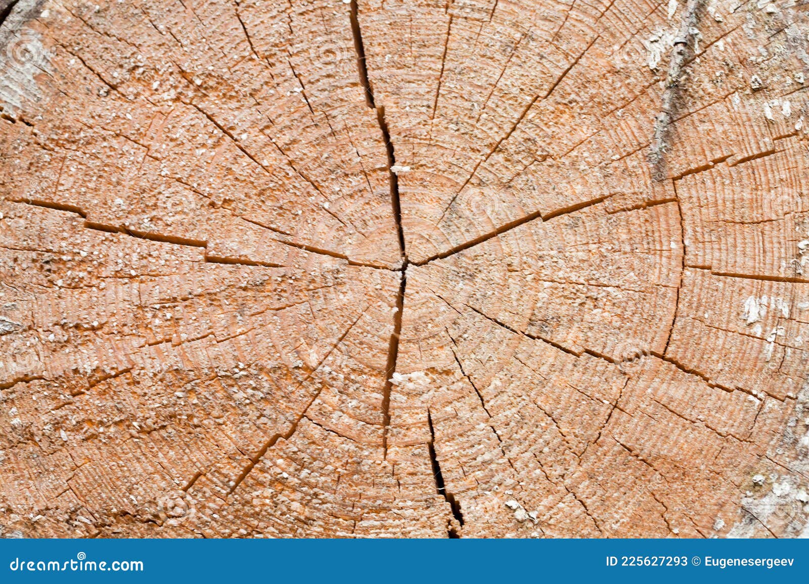Log Section with Circular Wooden Pattern Stock Image - Image of ring ...