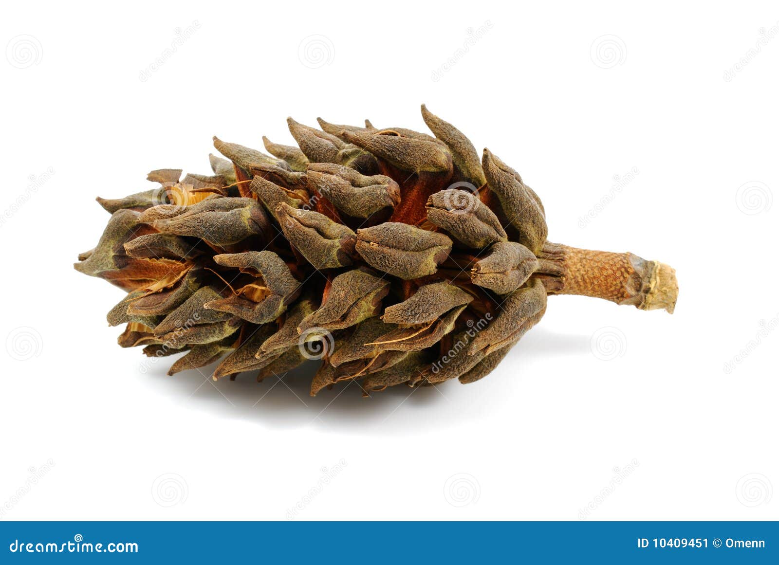 Close-up Photo of Magnolia Cone Stock Image - Image of forest ...