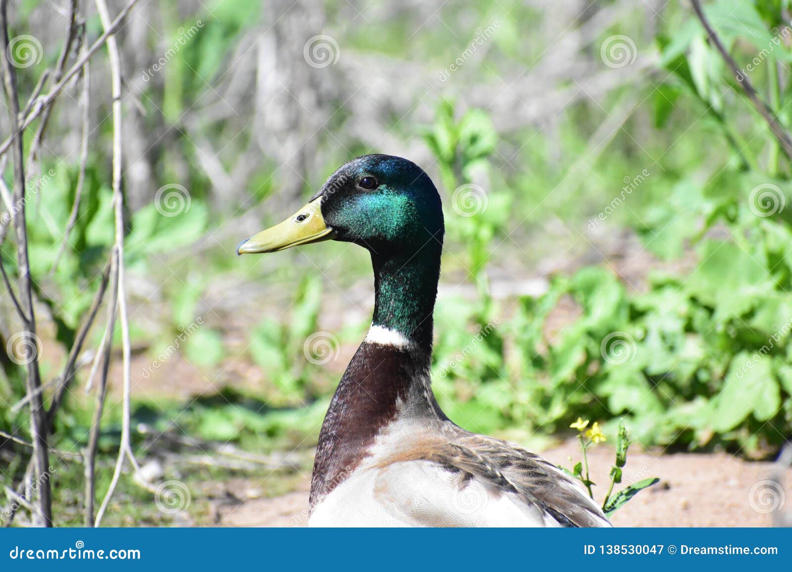 Mallard Duck Posing for the Camera Stock Image - Image of nature, close ...