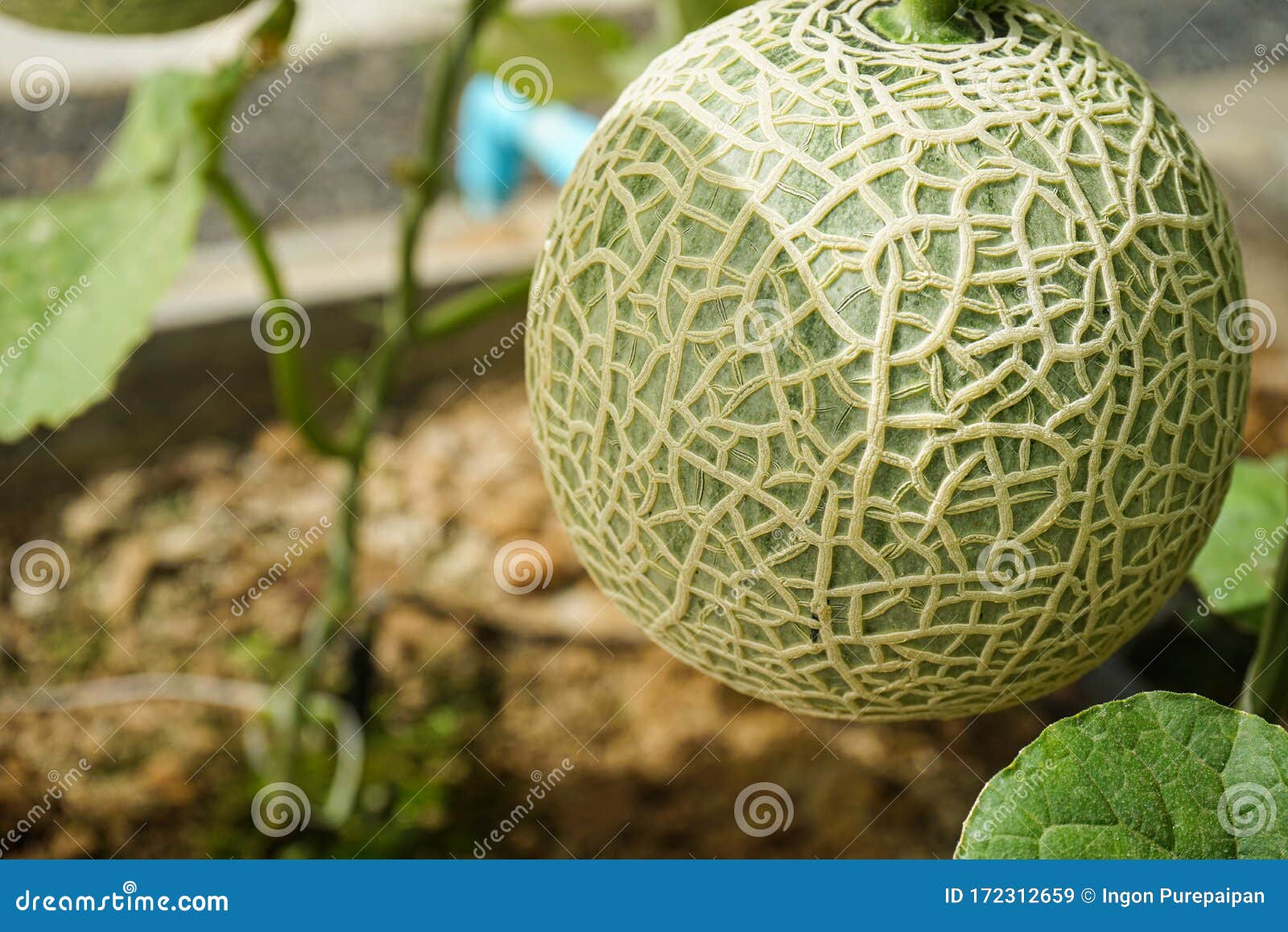 A Melon Fruit on Tree Growing in Glasshouse Stock Image - Image of ...