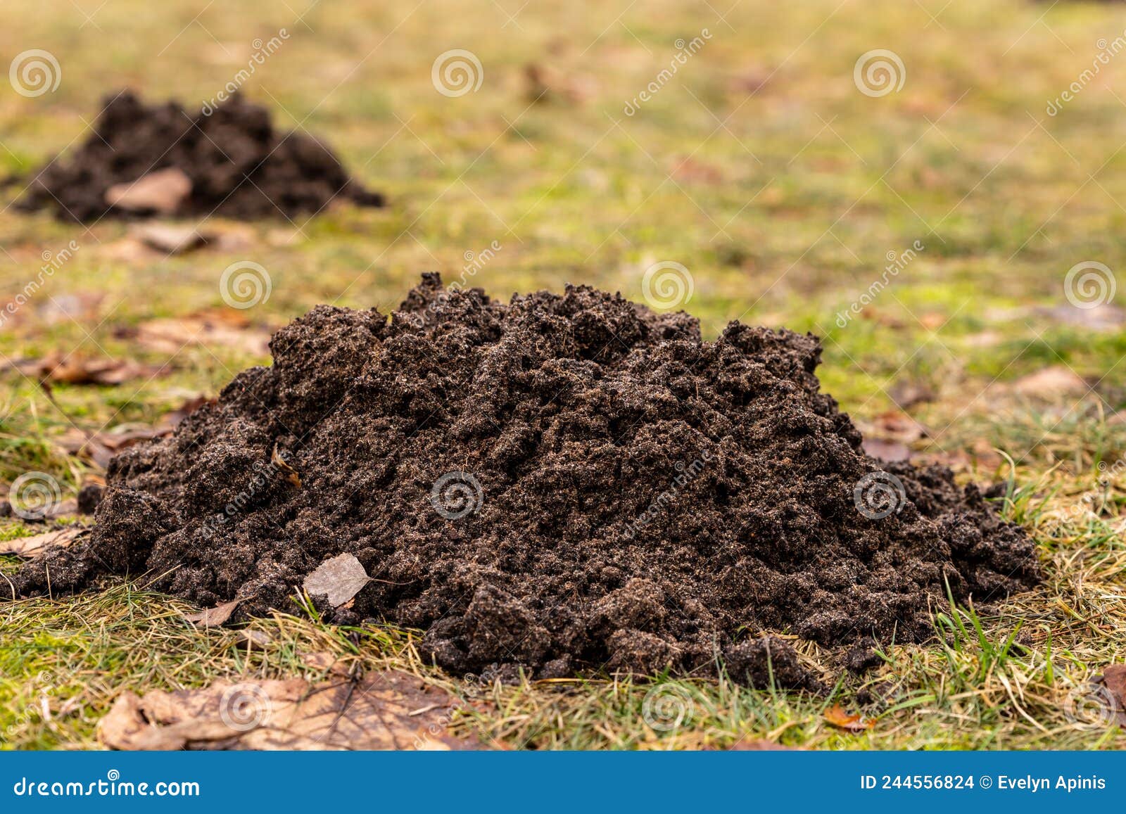 Close Up Photo of Mole Mound in Spring. Stock Photo - Image of fallen ...