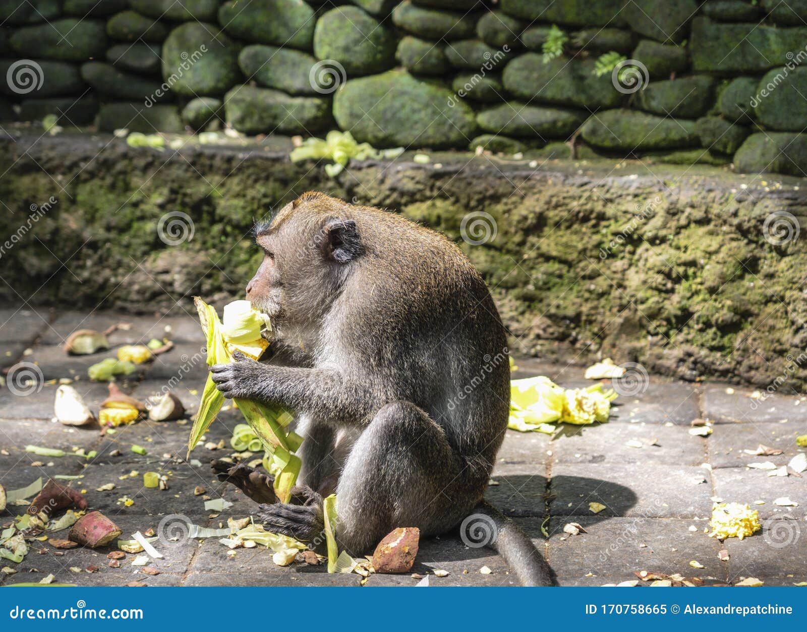 Close Up Photo of Monkey Macaque Eating Corn Maize. Bali Stock Image ...