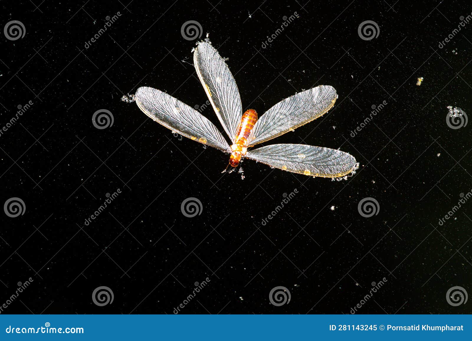 Close-up Photo of Moths Floating on the Surface Stock Image - Image of ...