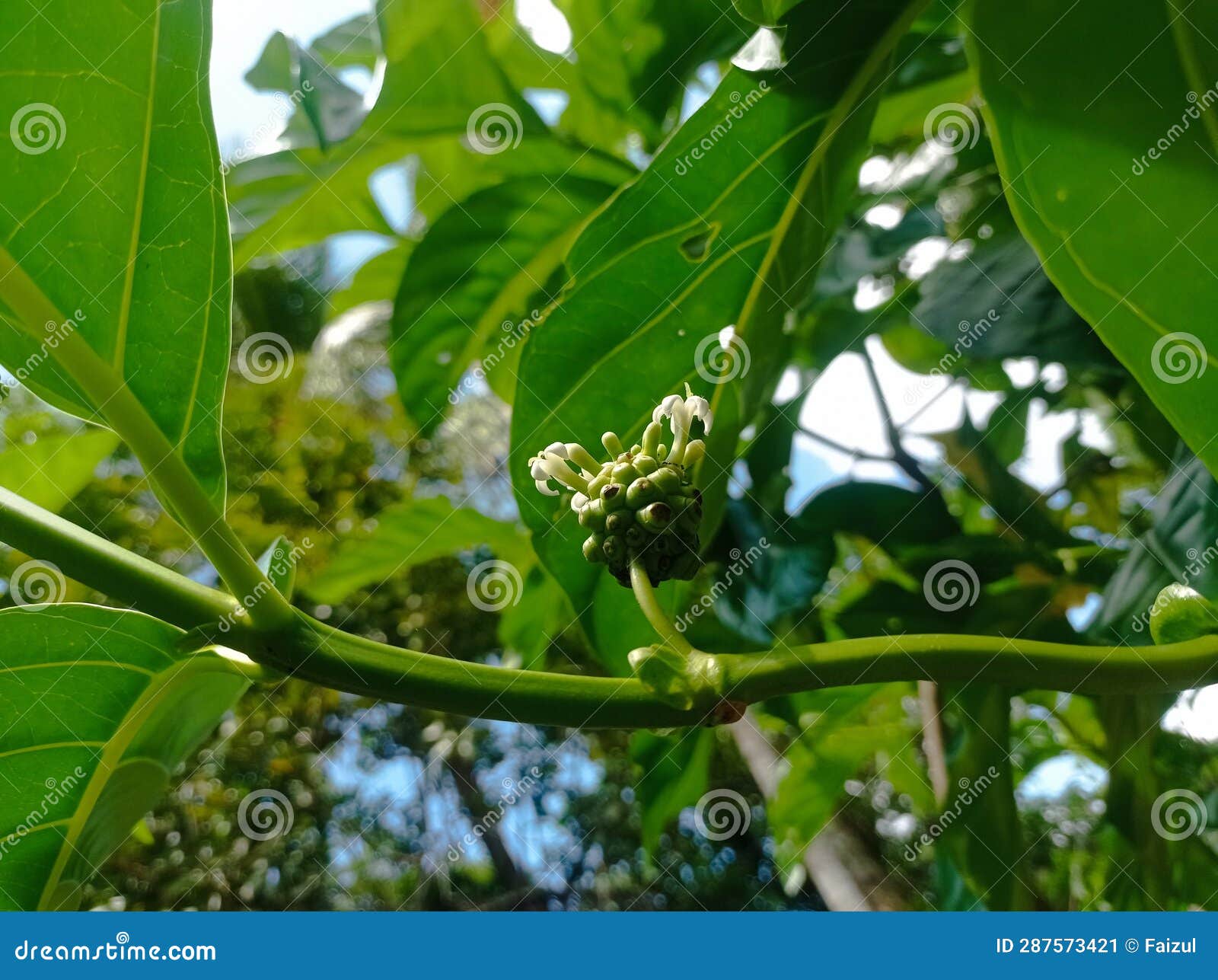 Close-up Photo of Noni Fruit Flowers Stock Image - Image of tree ...