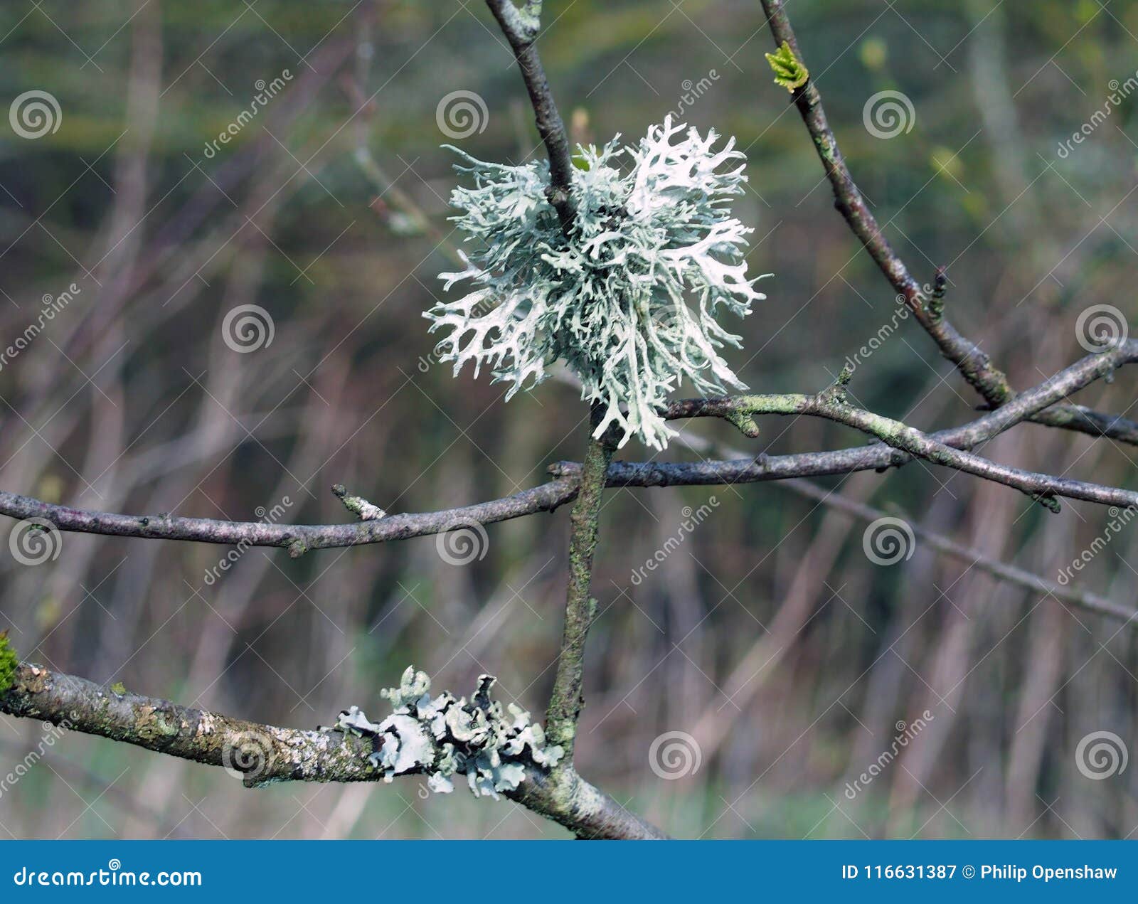 Close Up of Oak Moss Lichen Growing on a Twig in Woodland Stock Image ... Close Up of Oak Moss Lichen Growing on a Twig in Woodland Stock Image ...