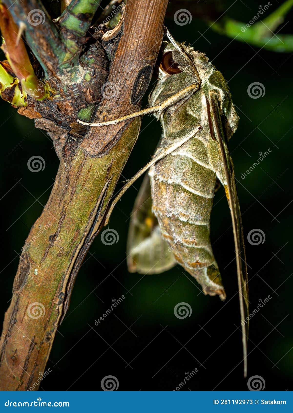 An Oleander Hawk-moth Perched on a Branch Stock Image - Image of hawk ...