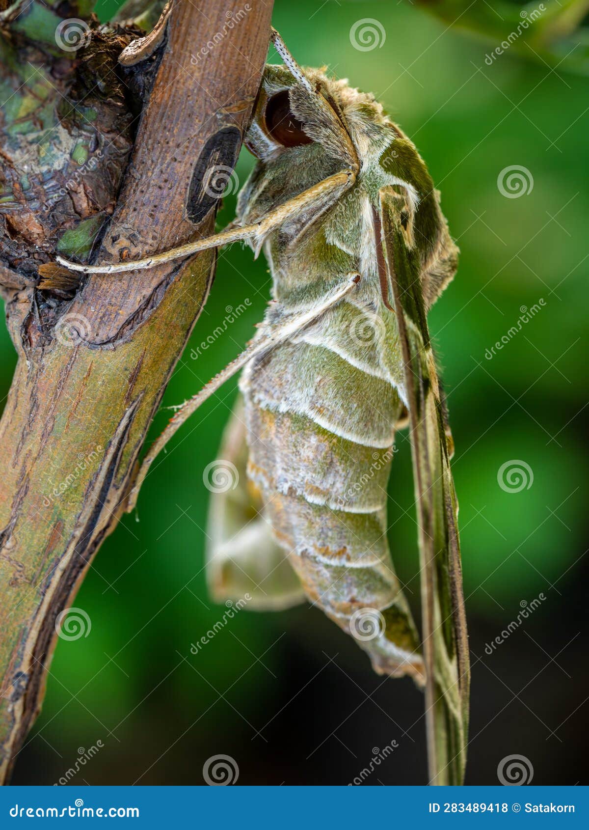 A Oleander Hawk-moth Perched on a Branch Stock Photo - Image of night ...