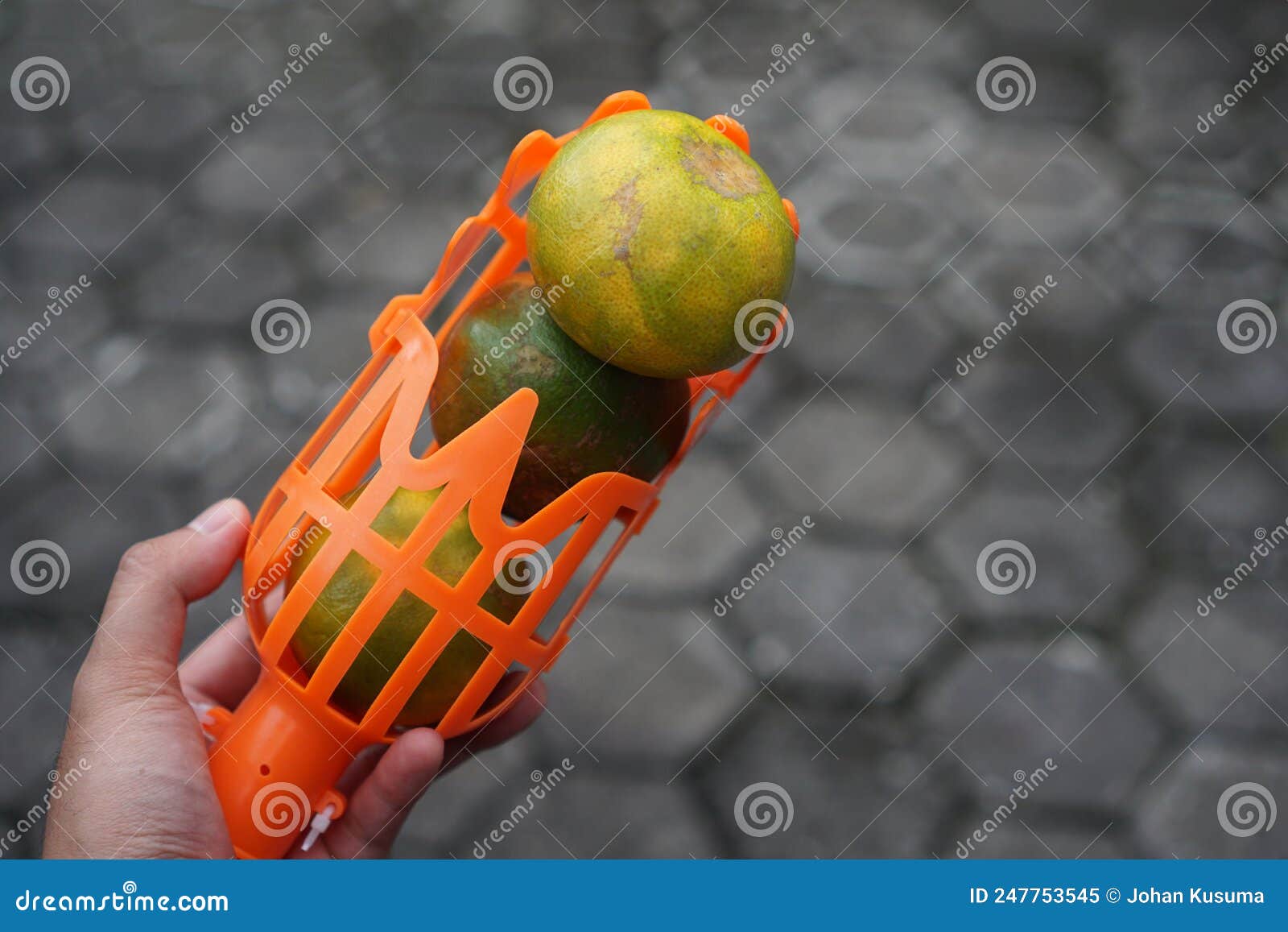 Close-up Photo of the Orange Picker Stock Image - Image of green, close ...