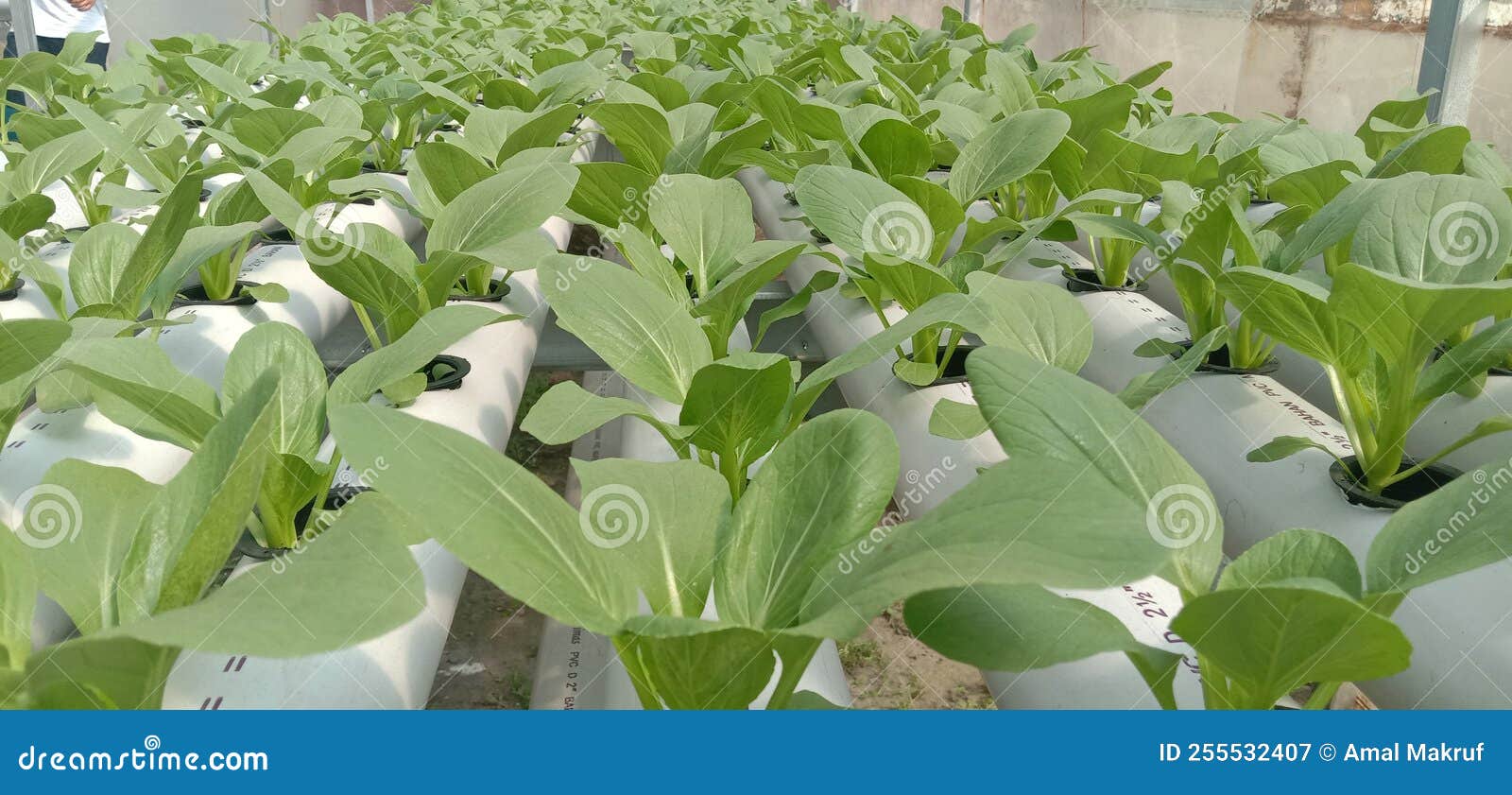 Close-up Photo of Pak Choi S Vegetables Stock Image - Image of garden ...
