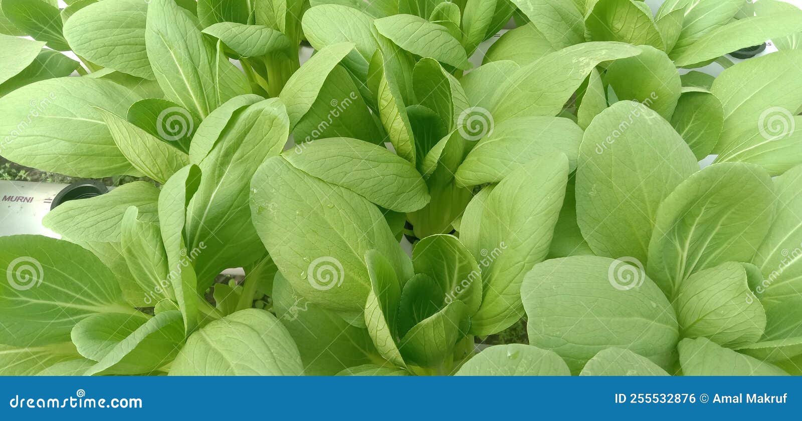 Close-up Photo of Pak Choi S Vegetables Stock Photo - Image of ...