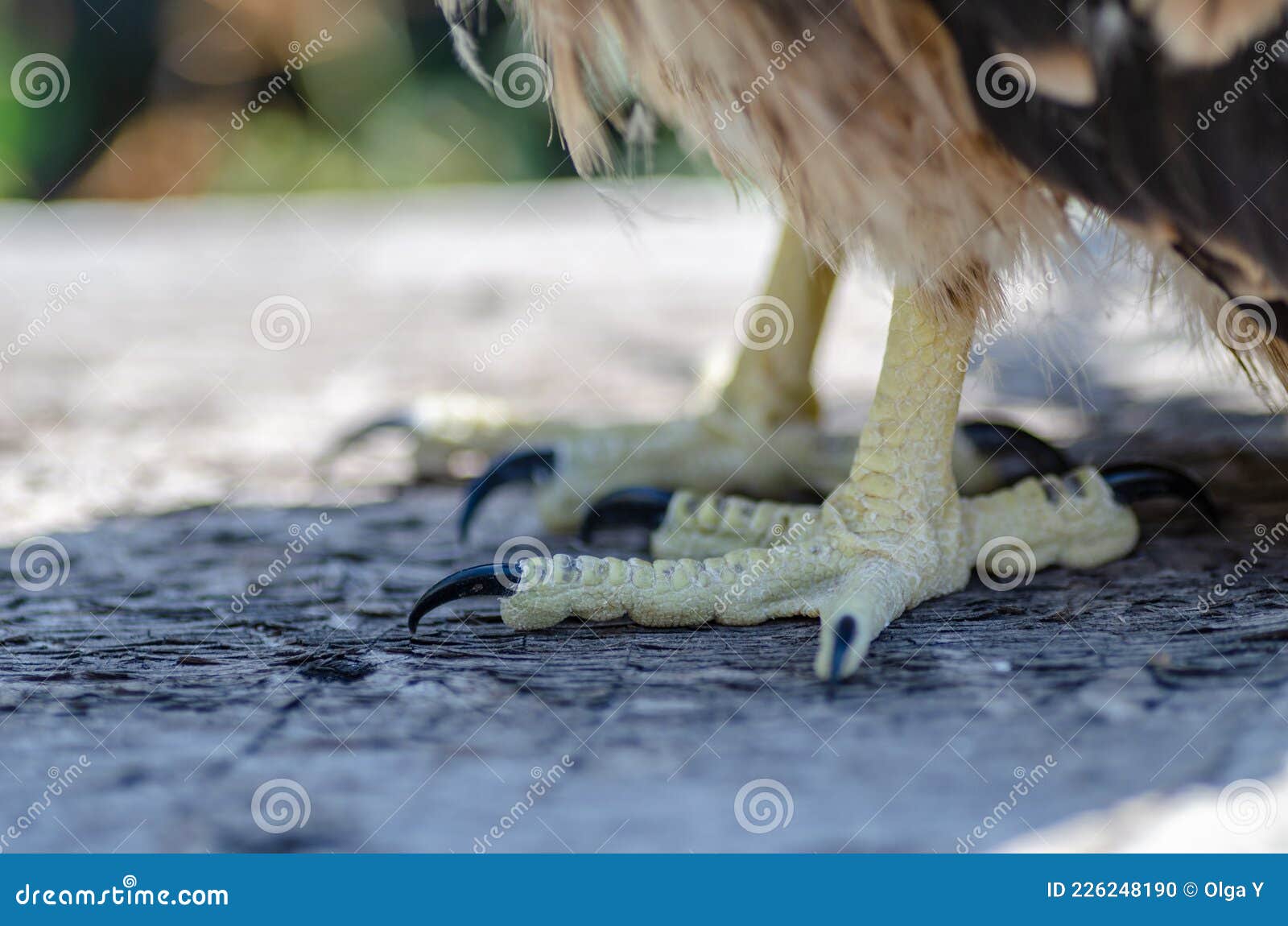 Close-up Photo of a Paws of a Young Kite. Paws of a Young Bird of Prey ...