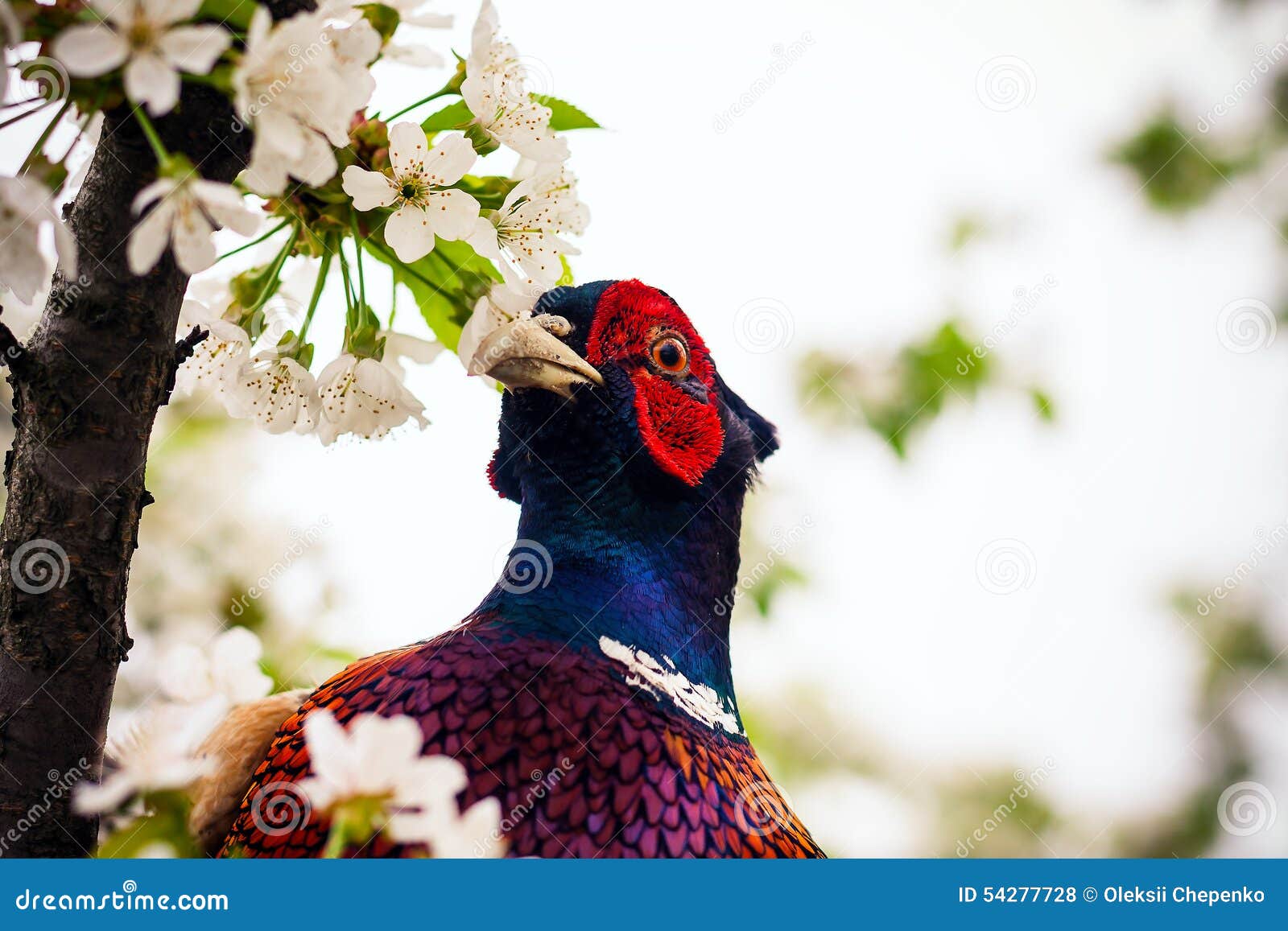 Close up photo of pheasant stock photo. Image of phasianus - 54277728