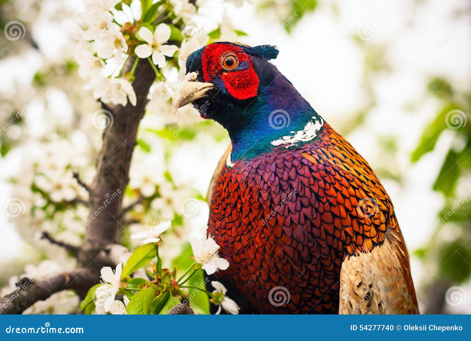Close up photo of pheasant stock photo. Image of common - 54277740