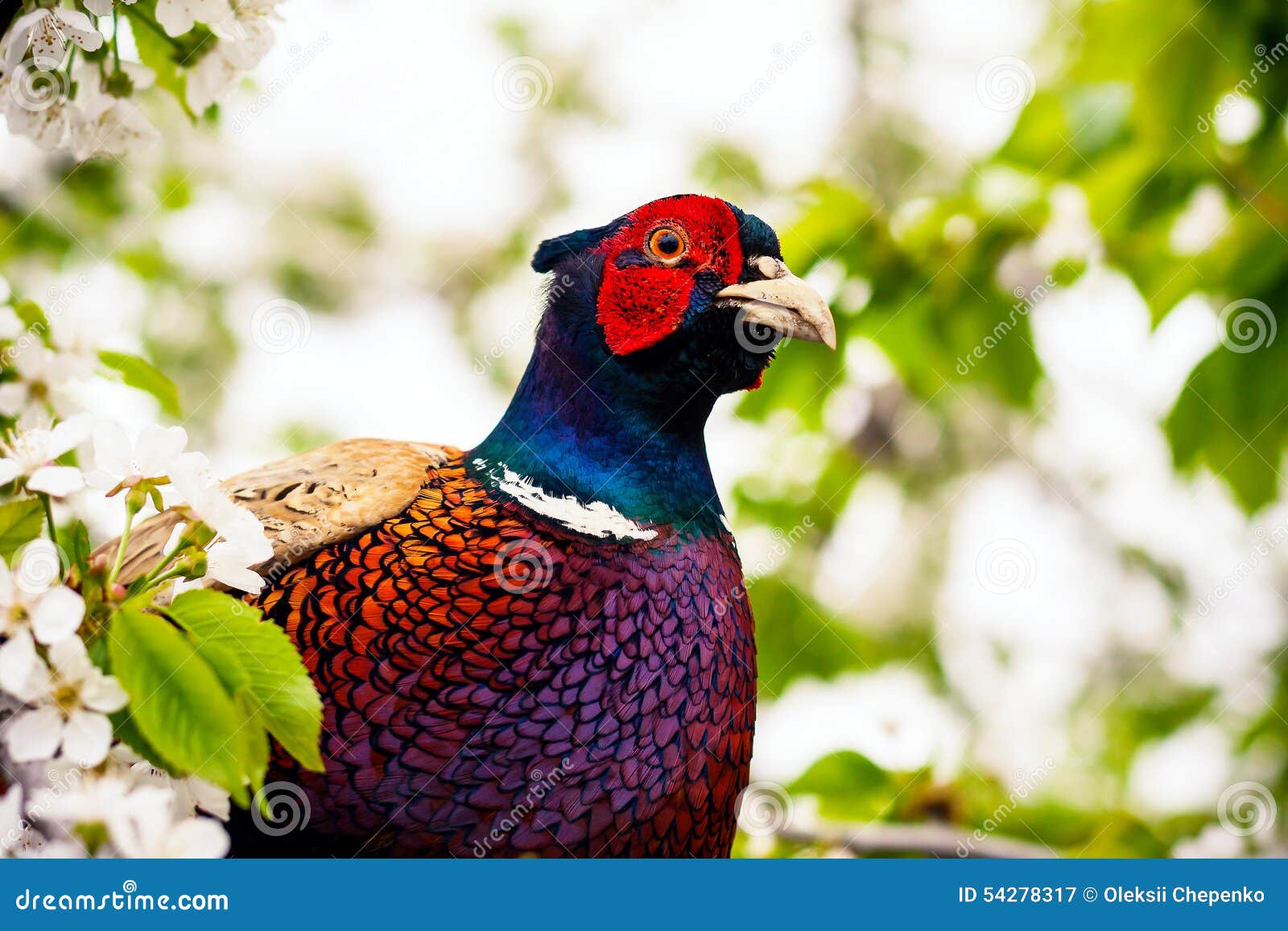 Close up photo of pheasant stock image. Image of crest - 54278317