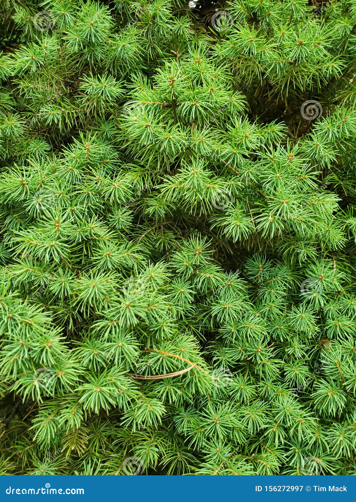 Close Up Photo of a Pine Bush with Sharp Needles Stock Image - Image of ...