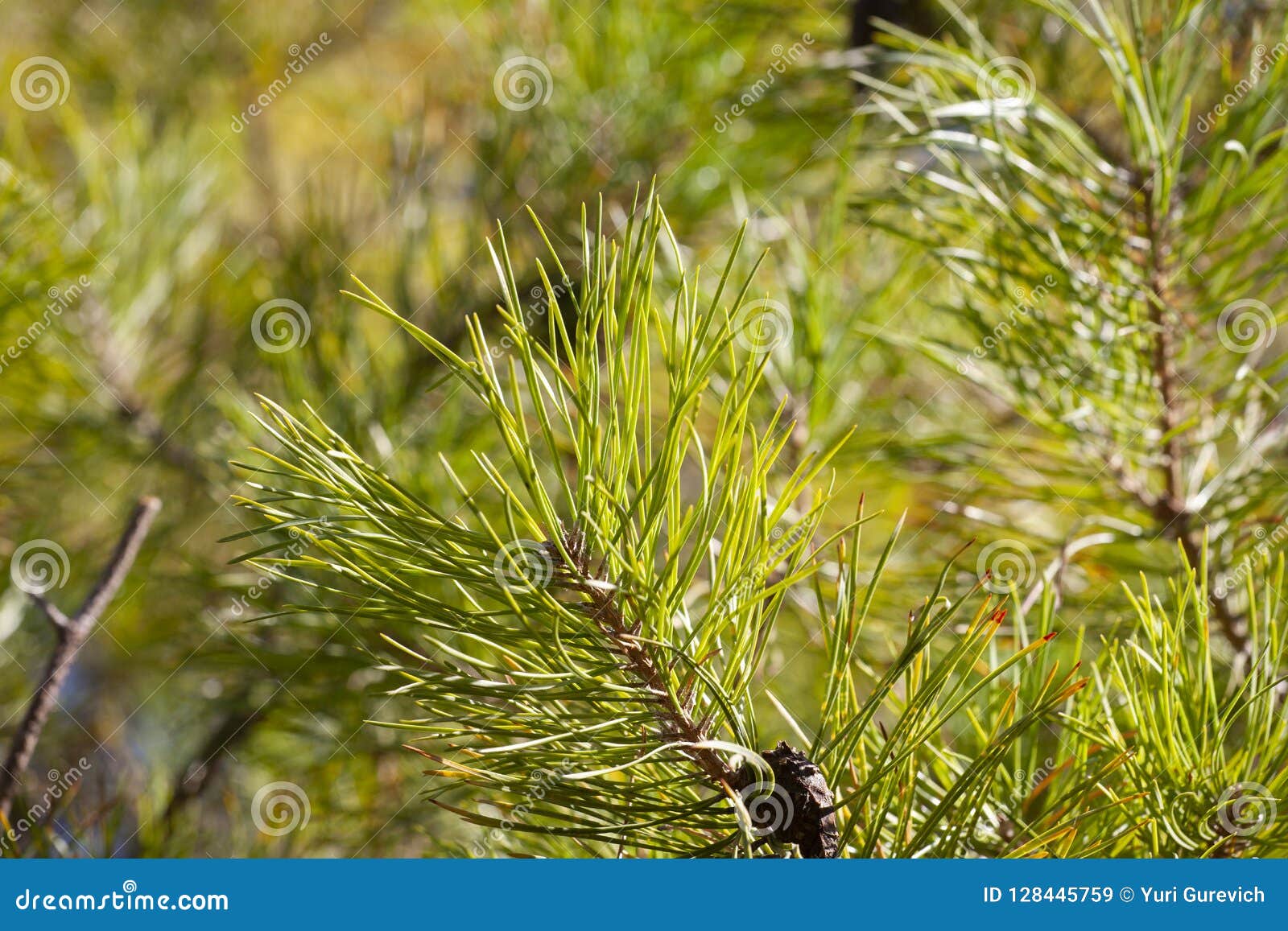 Close-up Photo of Pine Tree Branches during Sunny Spring Day Stock ...
