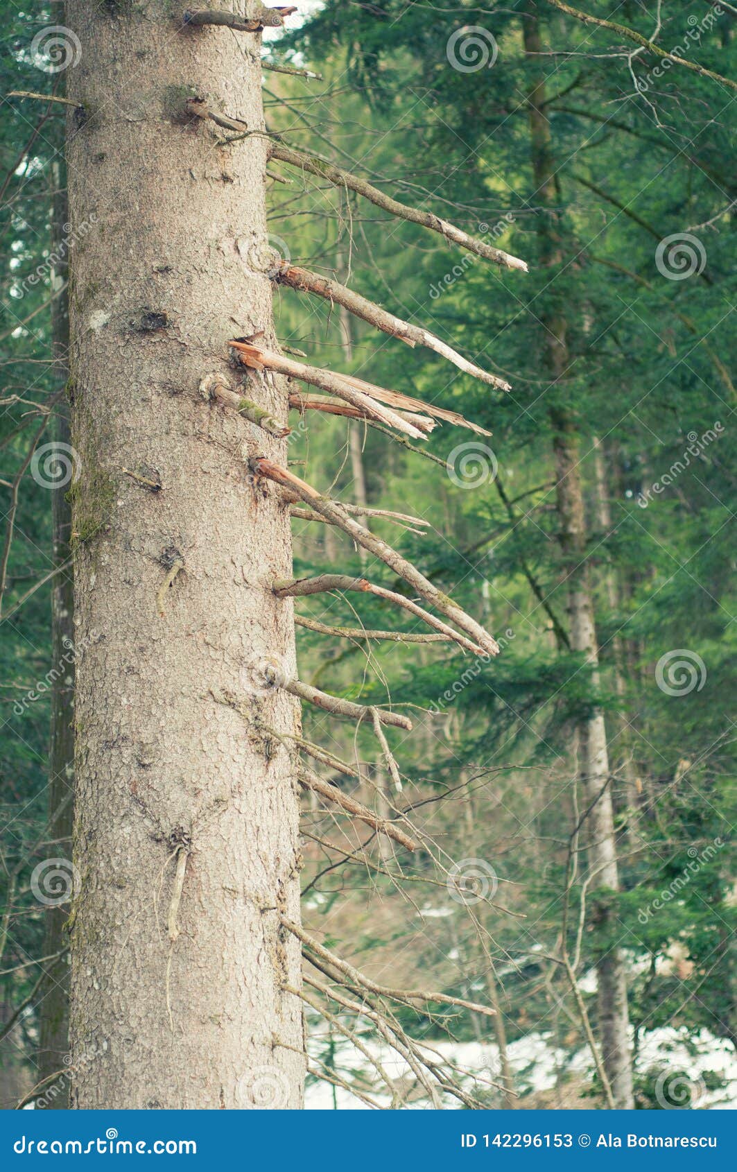 Close Up Photo of Pine Tree with Broken Branches in the Forest in a ...