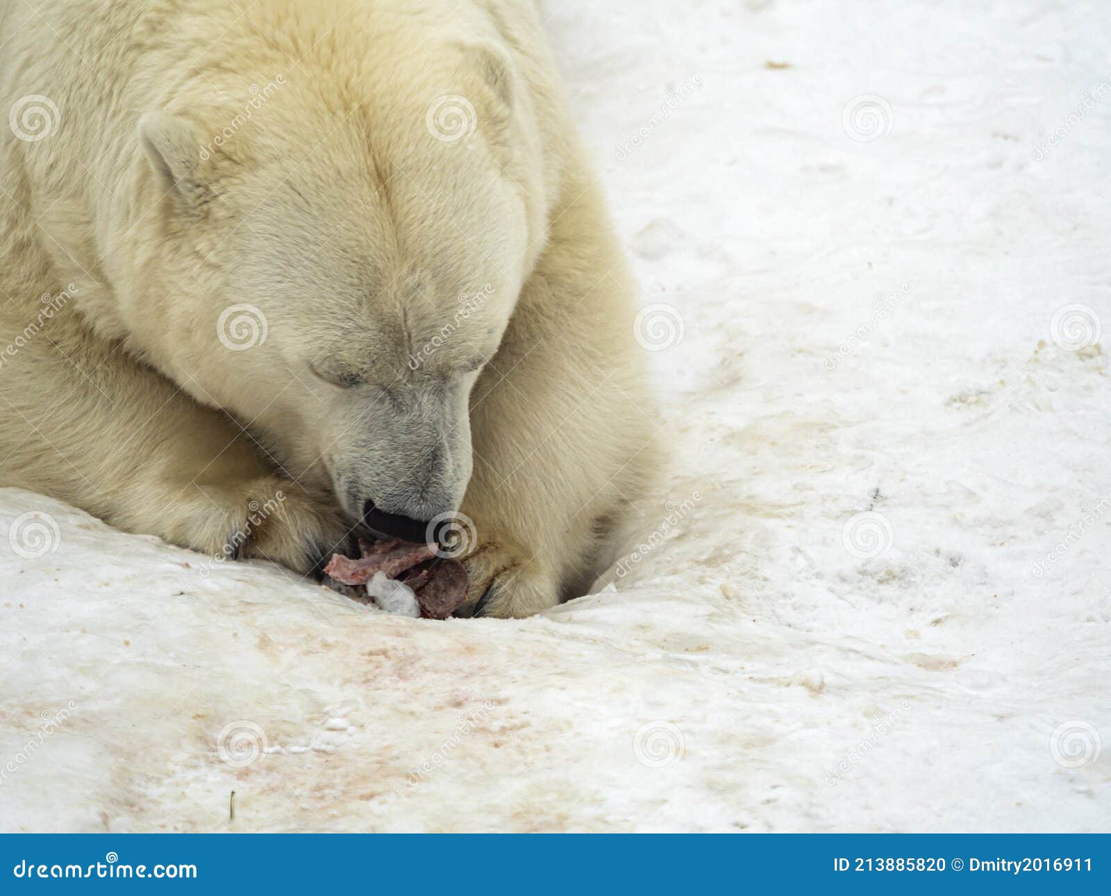 Close-up View of a Polar Bear while Eating Stock Photo - Image of adult ...
