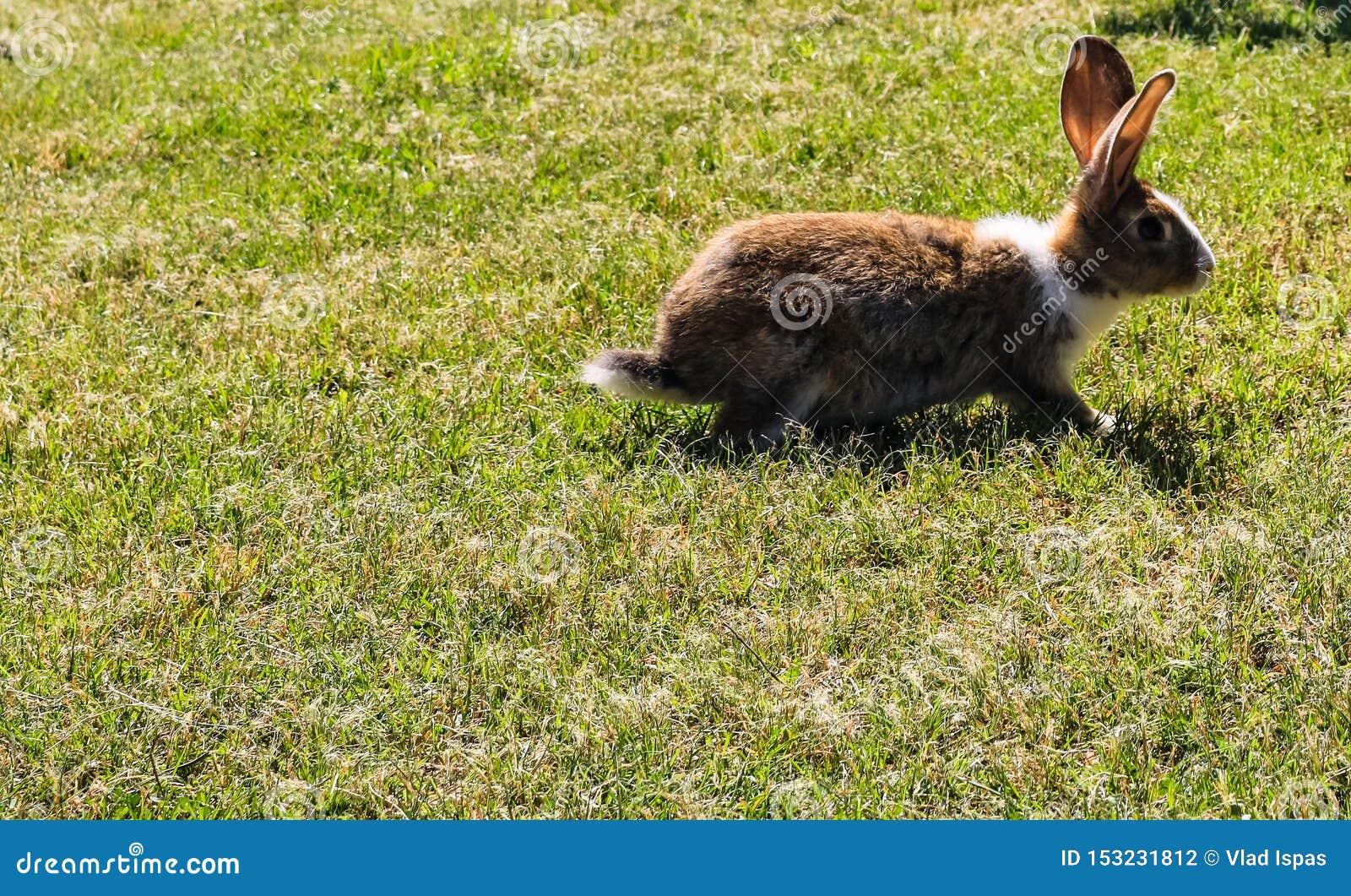 Close Up Photo of a Rabbit Running in the Yard Stock Photo - Image of ...