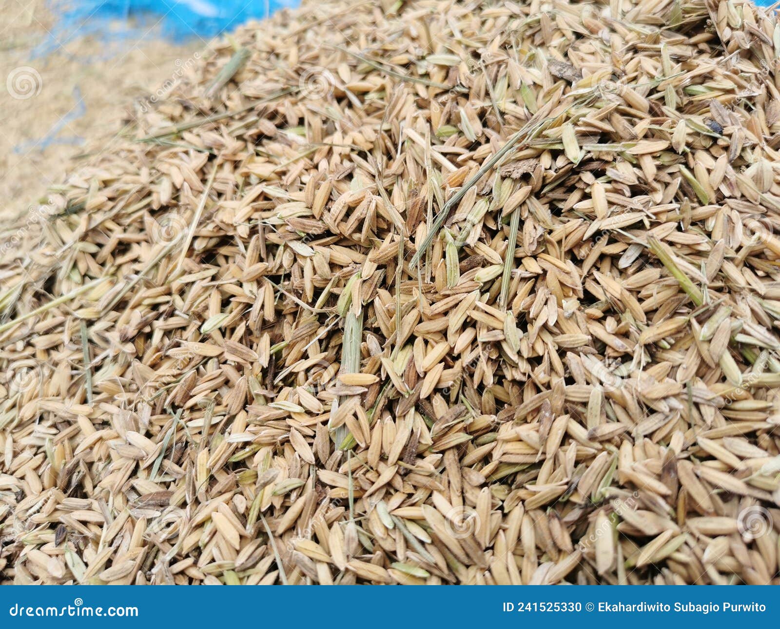 Close Up Photo of Raw Unprocess Rice. for Background Purpose. Stock ...