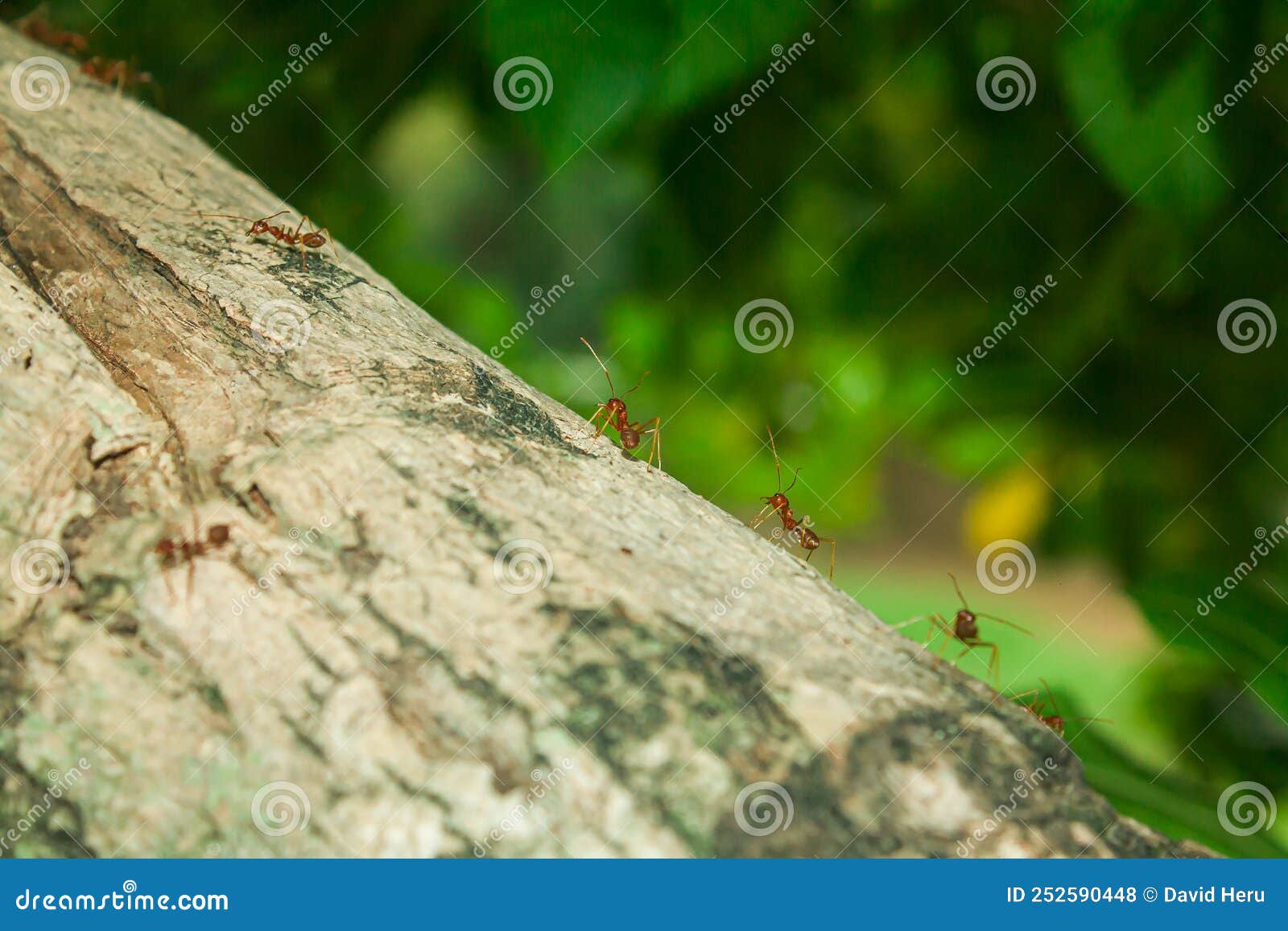 Close-up Photo of Red Ants, Colony and Teamwork Stock Photo - Image of ...