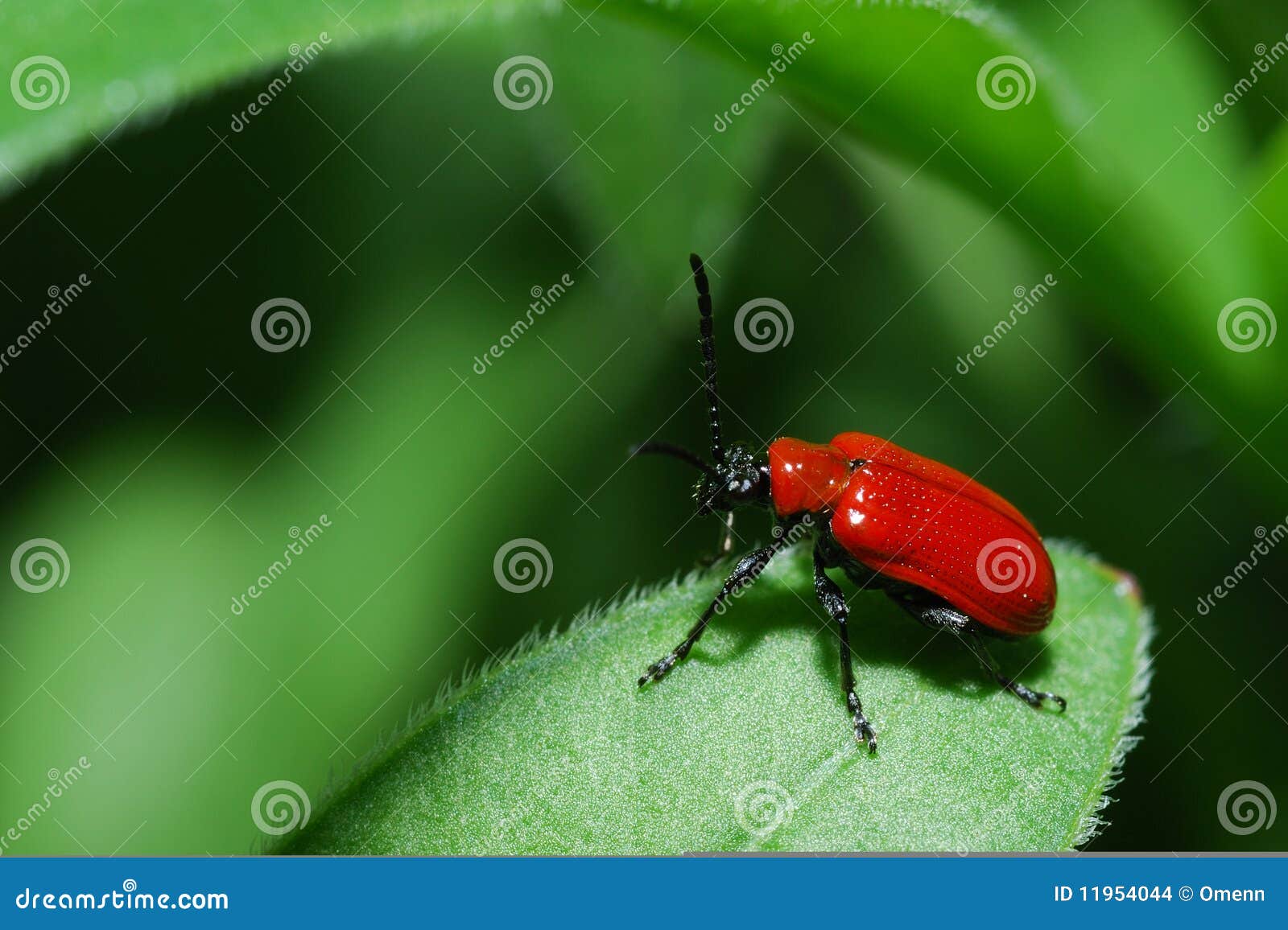 Close-up photo of red bug stock photo. Image of shiny - 11954044