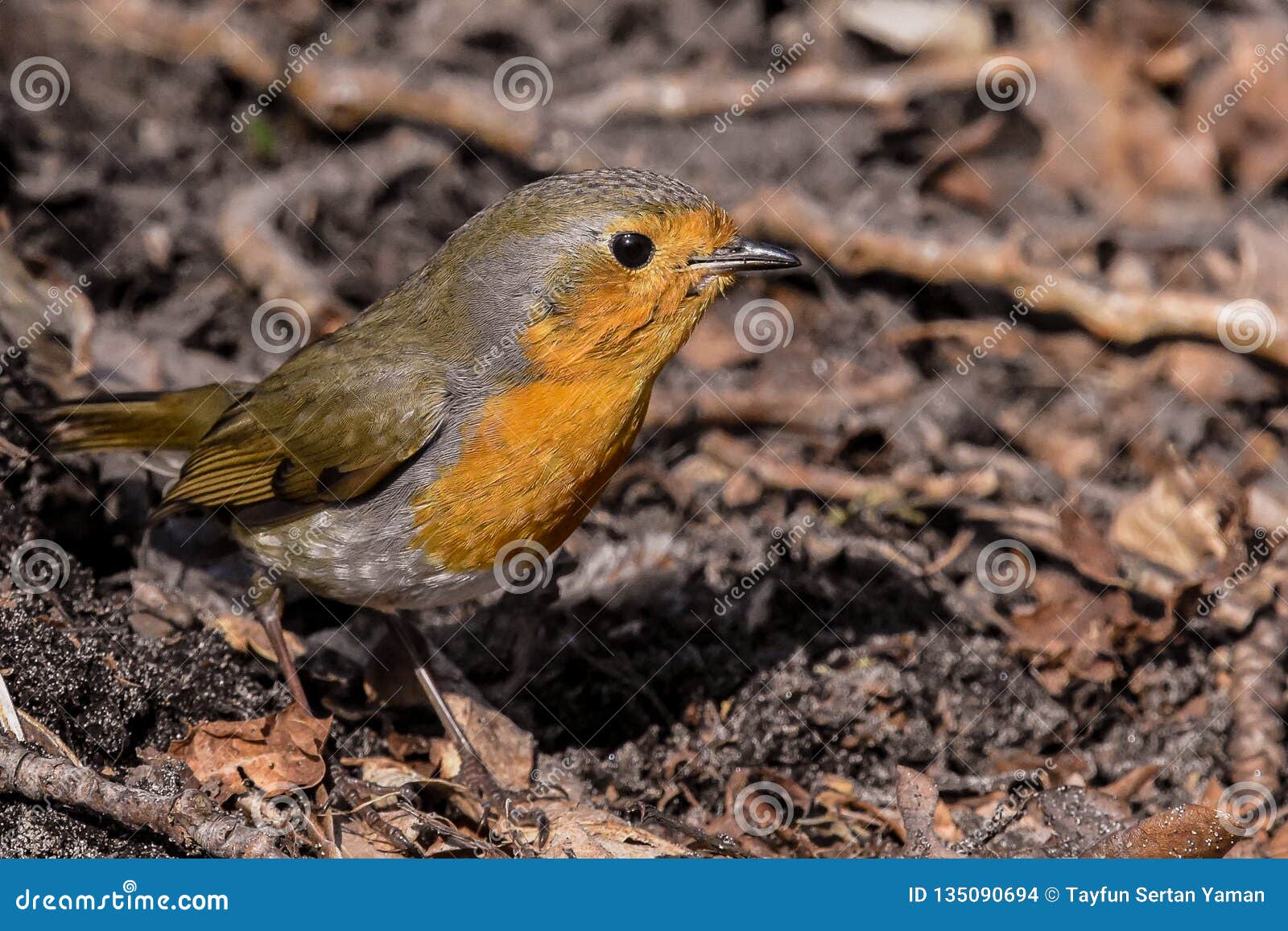Robin close up stock photo. Image of animal, leaves - 135090694