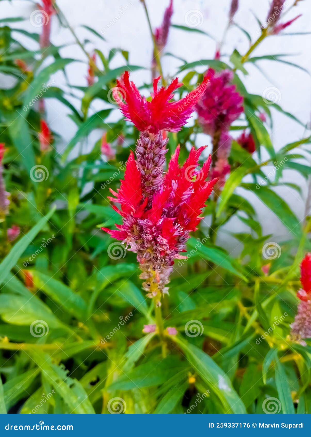 Close Up Photo of a Red Cockscomb Flower. Stock Photo - Image of close ...