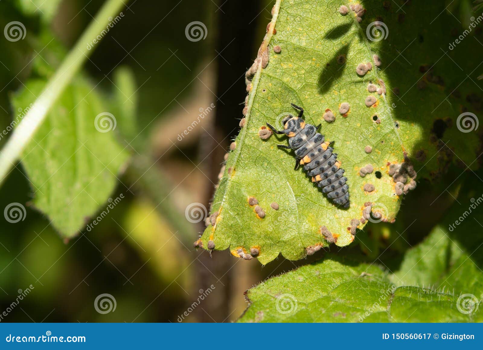 Ladybug Larvae. Second Stage Stock Image - Image of ladybird, four ...