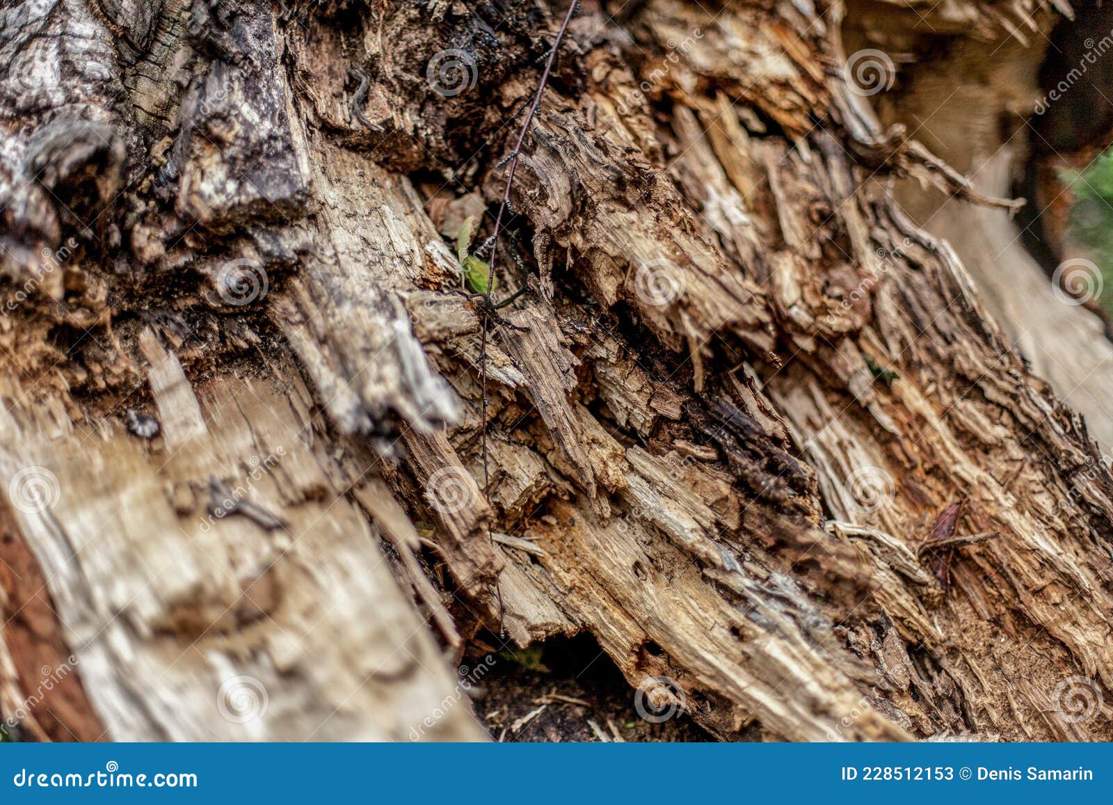 Close-up Photo of a Shattered Tree Stock Image - Image of rock, tree ...