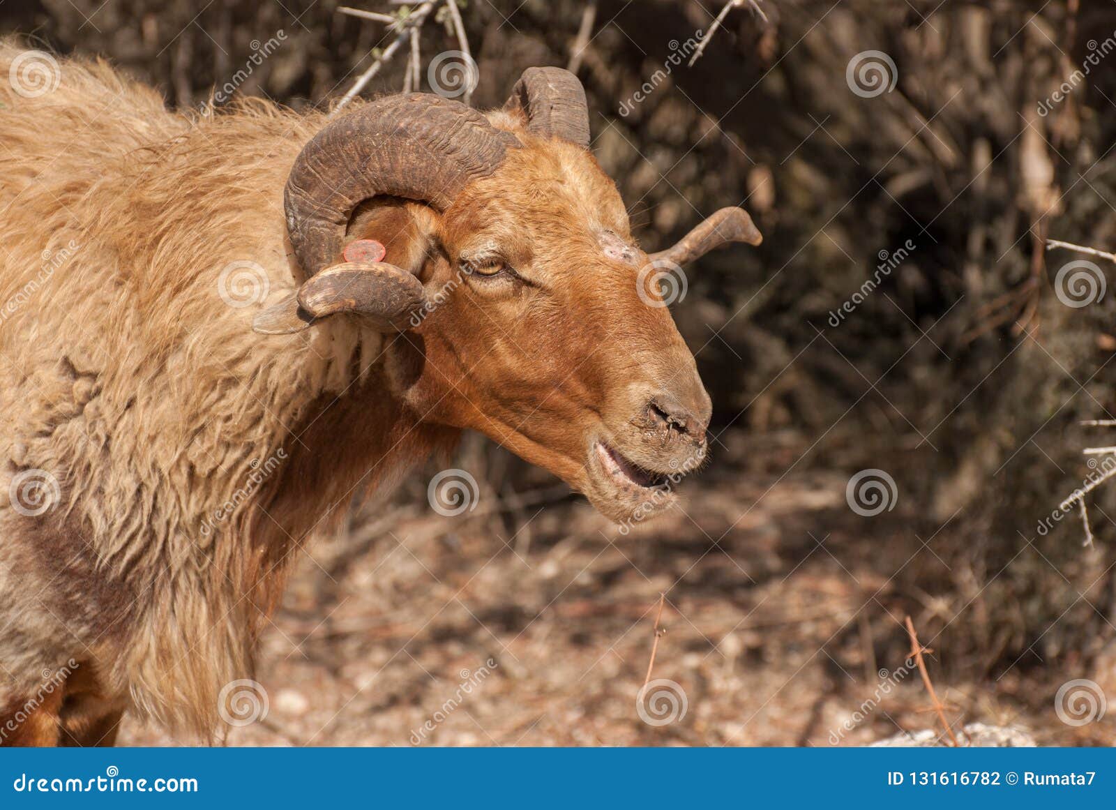 Close Up Photo of Sheep Head Stock Photo - Image of forward, kibbutz ...