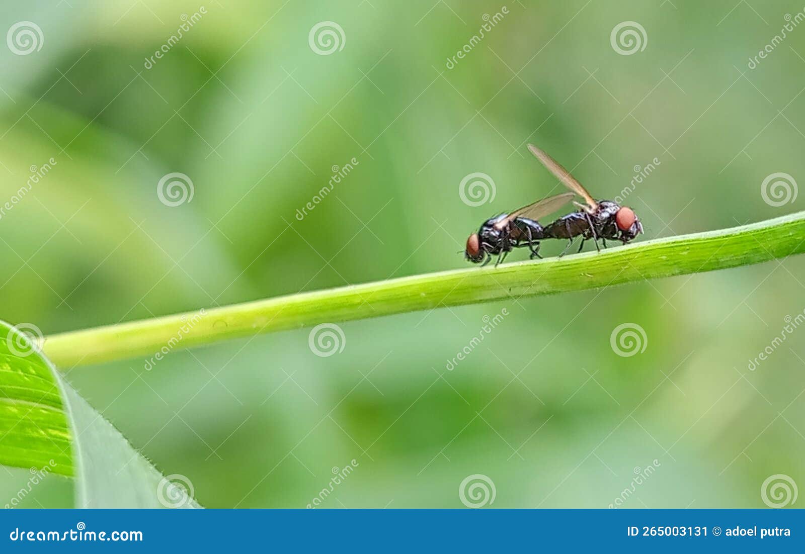 Close-up Photo of Small Flies Mating on Grass Leaves Stock Image ...