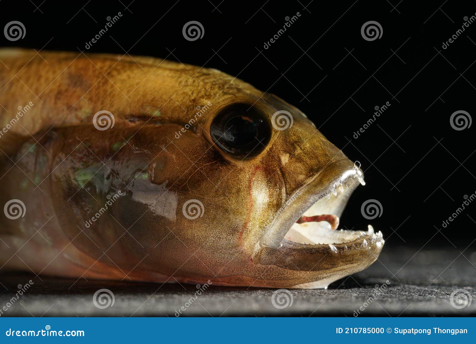 A Close-up Photo of a Small Sea Fish Stock Photo - Image of fish, small ...