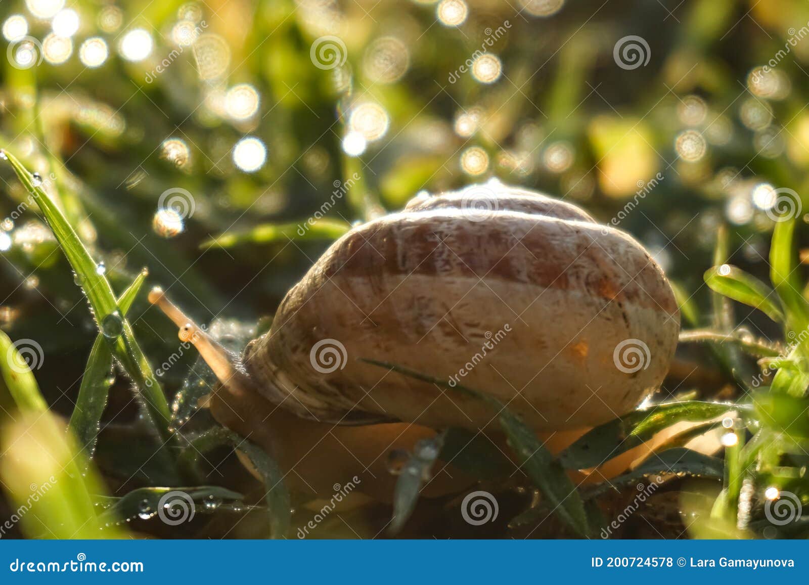 Close-up Photo of a Snail Crawling on a Stem of Grass Stock Photo ...