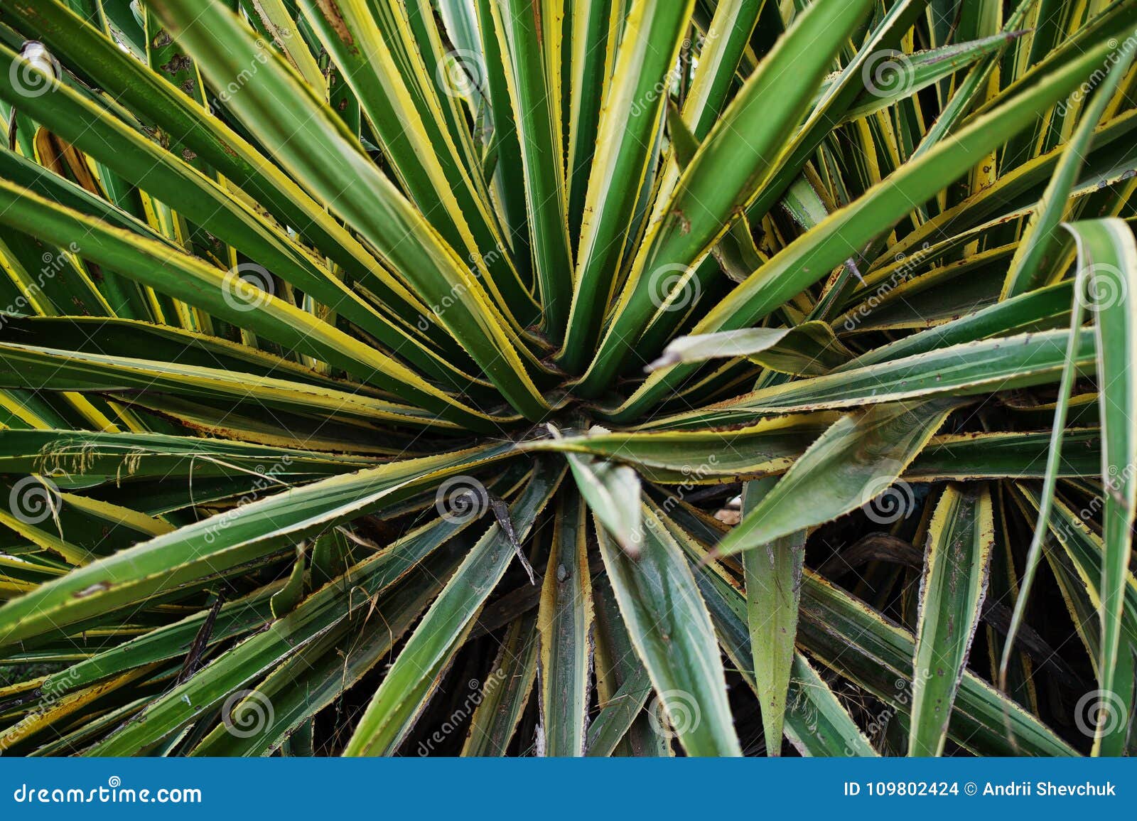 Close-up Photo of Spiky Green and Yellow Agave. Stock Photo - Image of ...