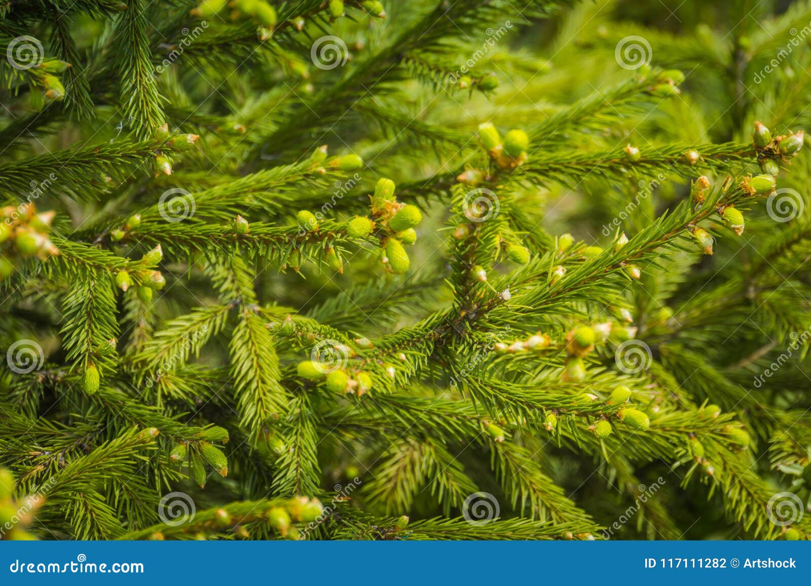Spring Spruce Tree Branches Stock Photo - Image of evergreen ...