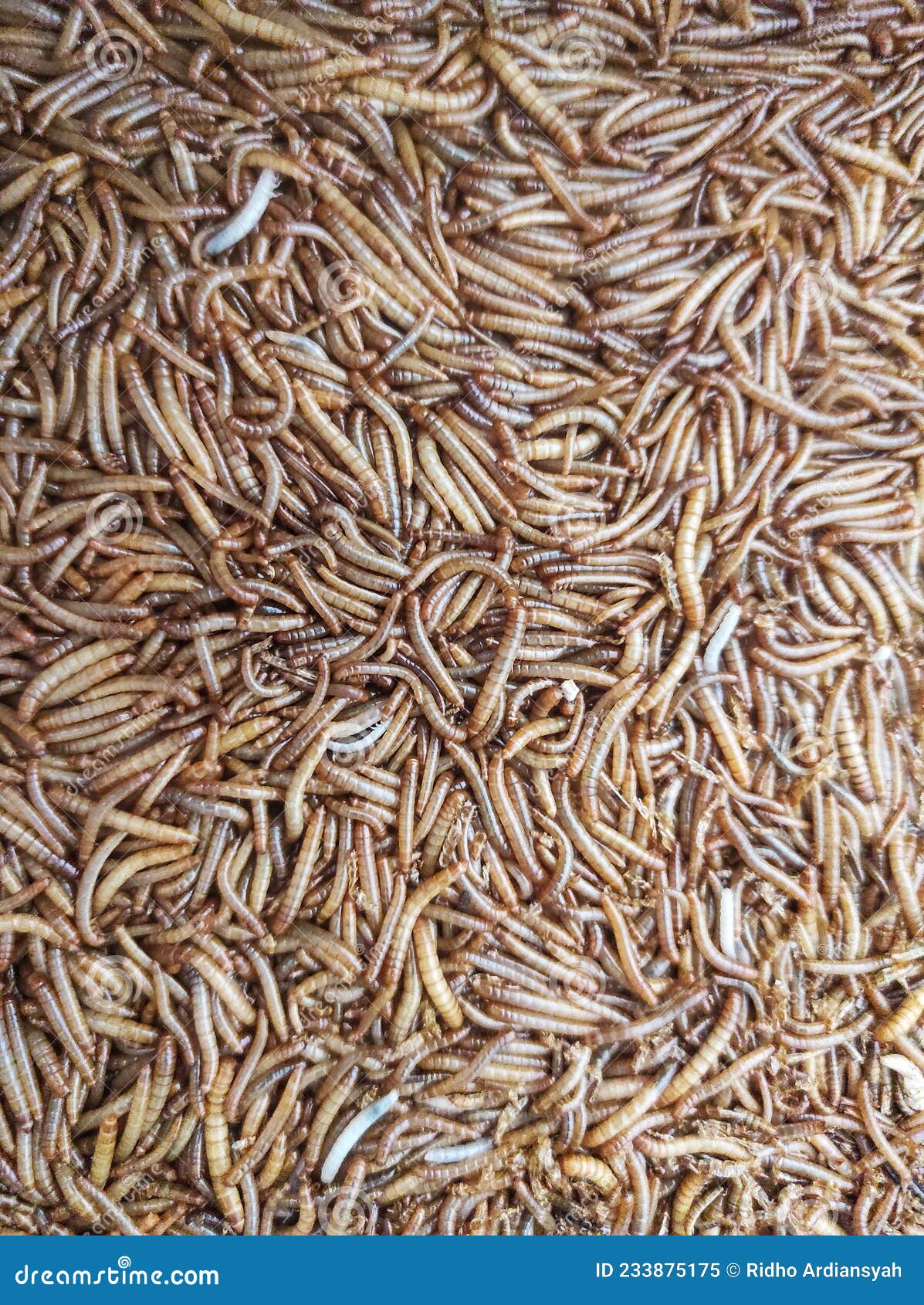 Close-up Photo of a Swarm of Maggots Stock Image - Image of maggots ...