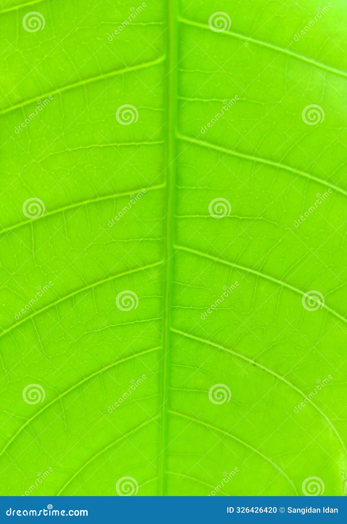 Close-up Photo of the Texture of Mango Leaves Stock Photo - Image of ...