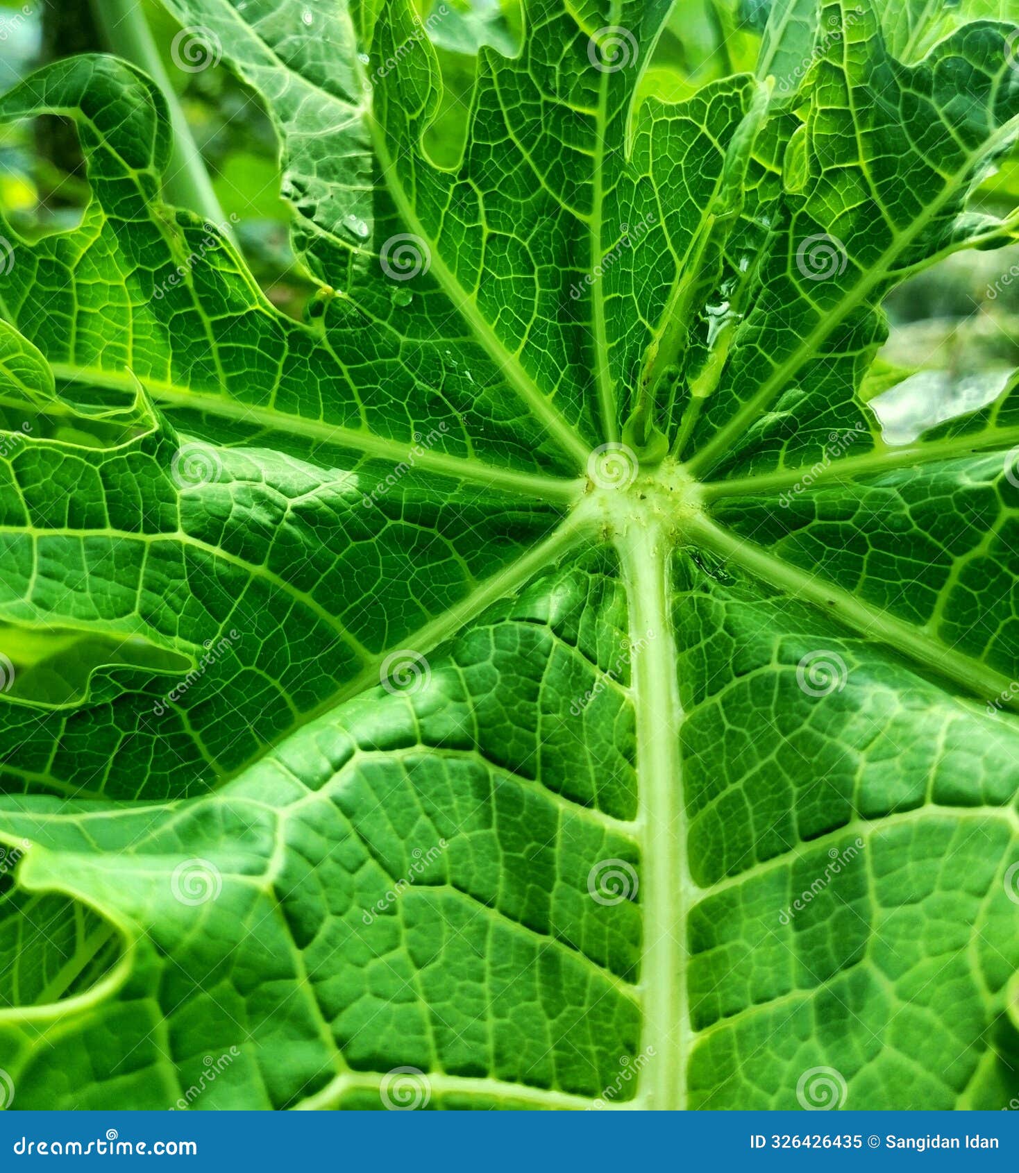 Close-up Photo of the Texture of Papaya Leaves Stock Image - Image of ...