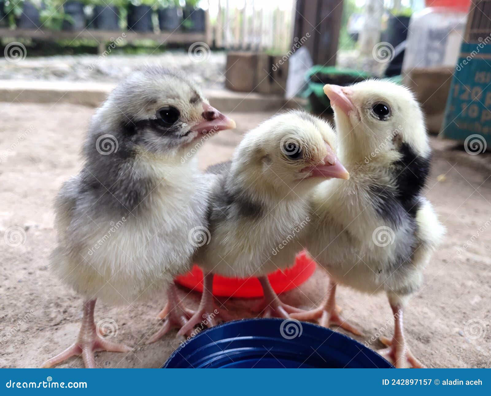 Close Up Photo of Three Chicks Drinking Stock Image - Image of three ...