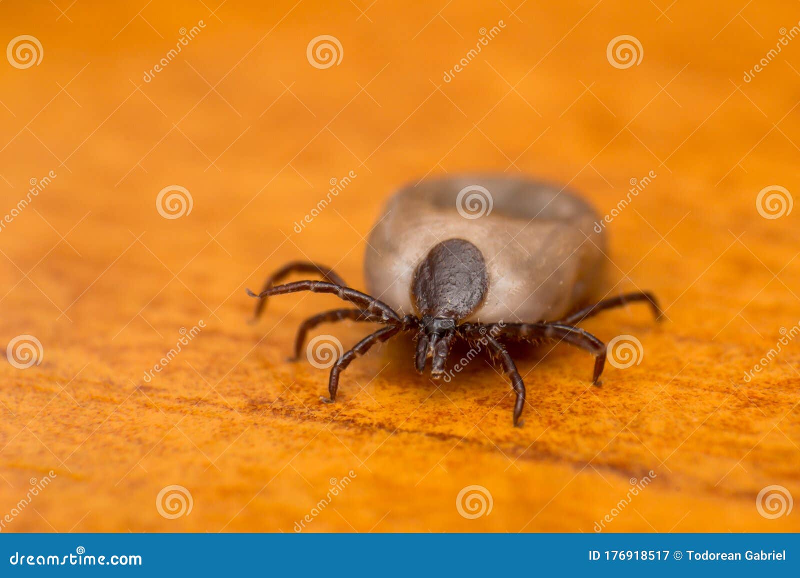 Close-up Photo of a Tick on Wood Surface Stock Image - Image of dogs ...