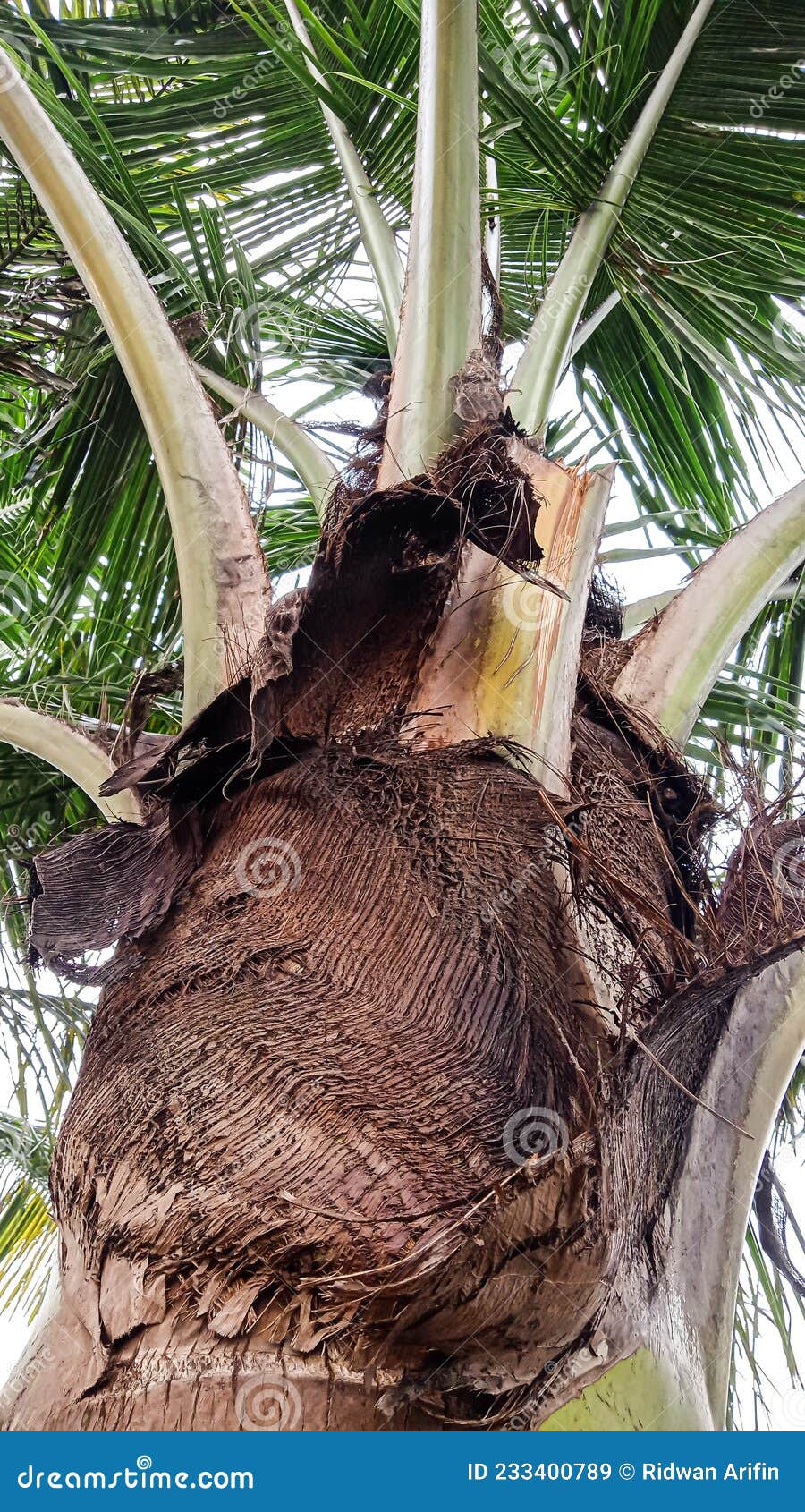 Close Up Photo of the Tip of the Coconut Tree Trunk Stock Image - Image ...