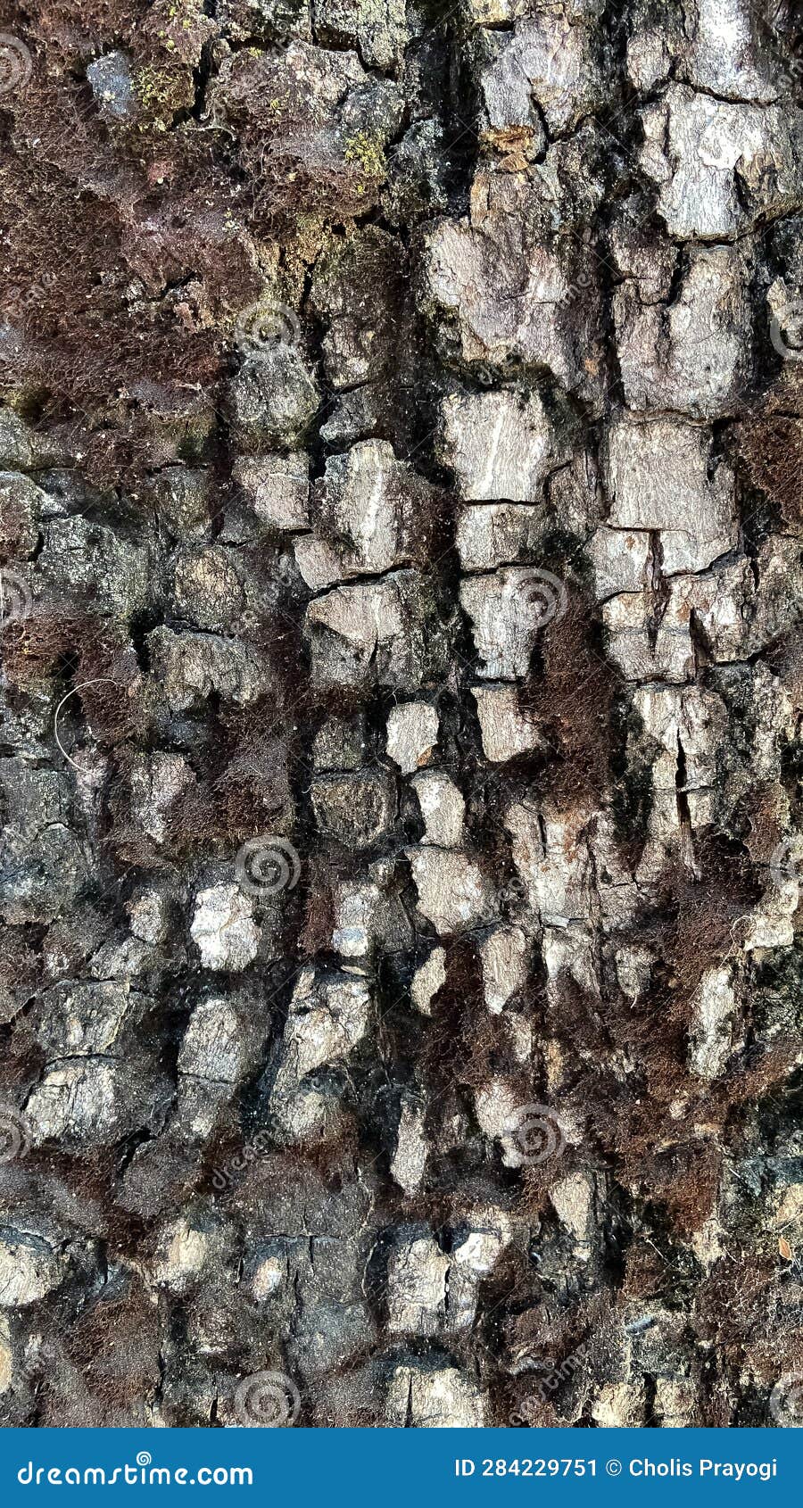 Close Up Photo of Tree Bark Texture Stock Image - Image of close ...