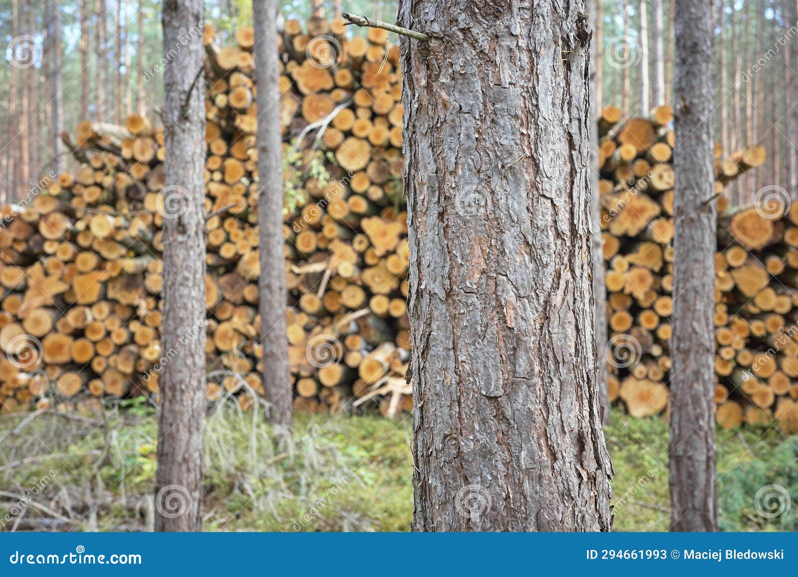 Close Up Photo of a Tree Trunk with Cut Down Trees in Background ...