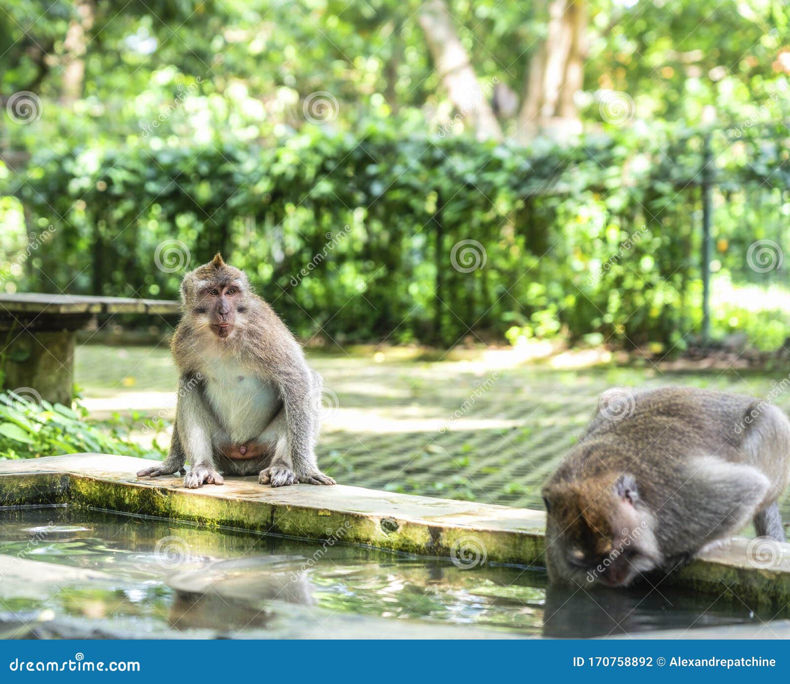 Close Up Photo of Two Macaque Monkeys: One is Drinking Water from Small ...