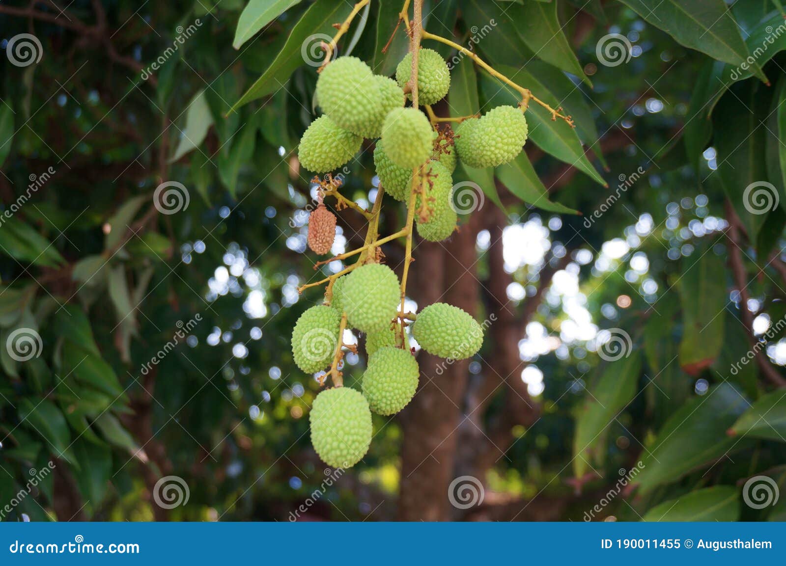 Closeup of Raw Lychee on Tree Stock Image - Image of juicy, agriculture ...