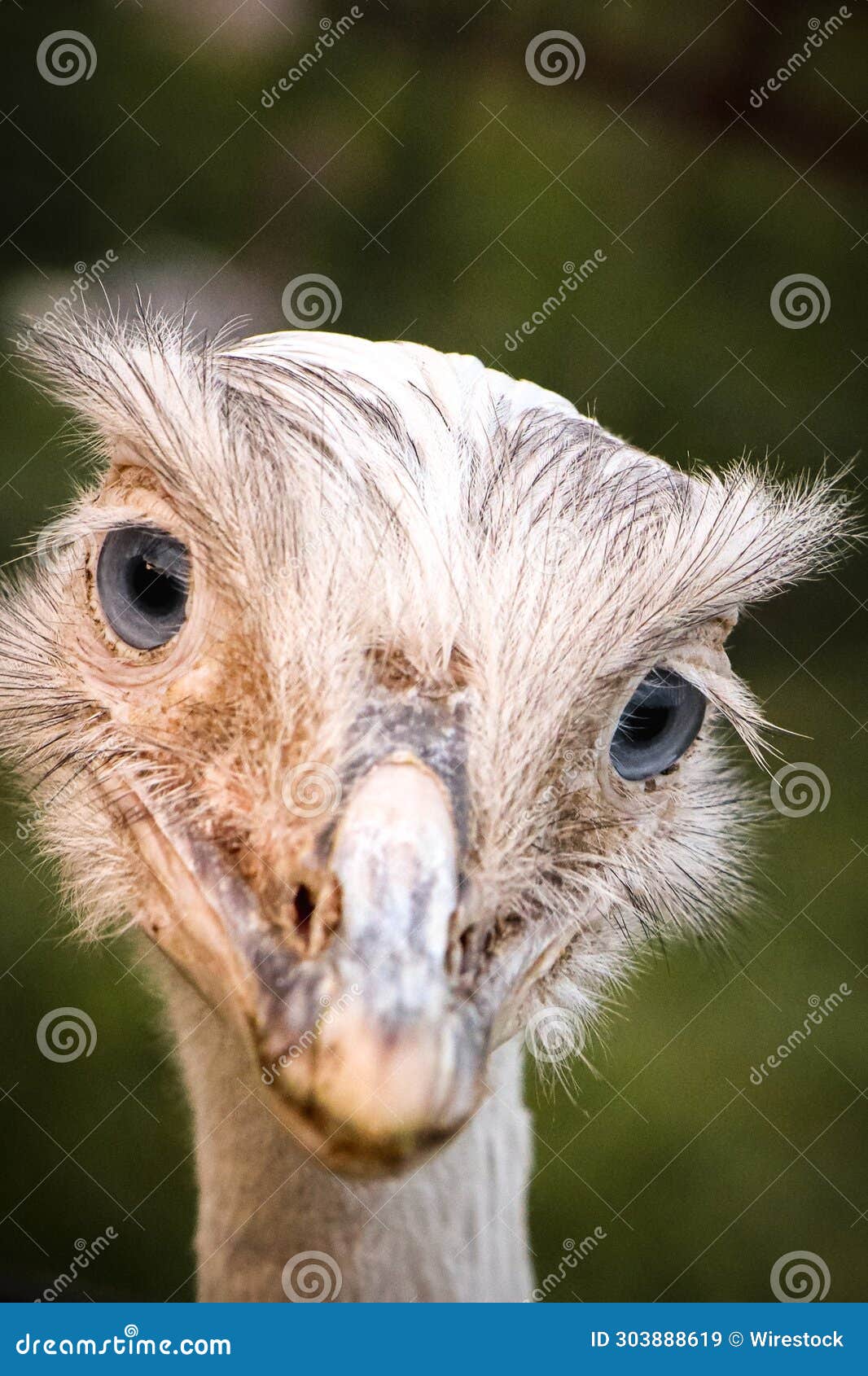 Close-up Photo of a White Rhea Bird Stock Image - Image of portrait ...