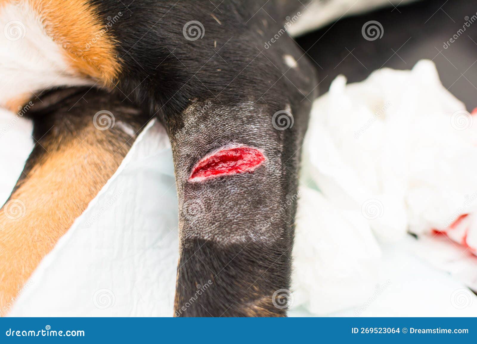 Close-up Photo of a Wound in Dog Stock Photo - Image of clinic, surgery ...
