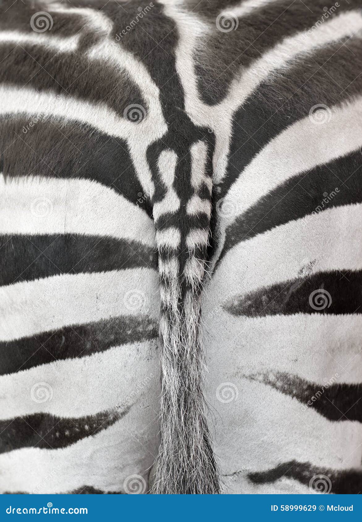 Close Up Photo of a Zebra Rear with Part of the Tail. Zebra Print ...
