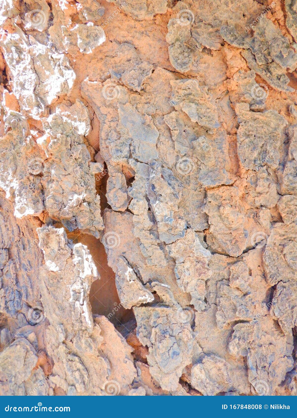 Close Up Photograph of a Dead Tree Stock Photo - Image of detail, close ...